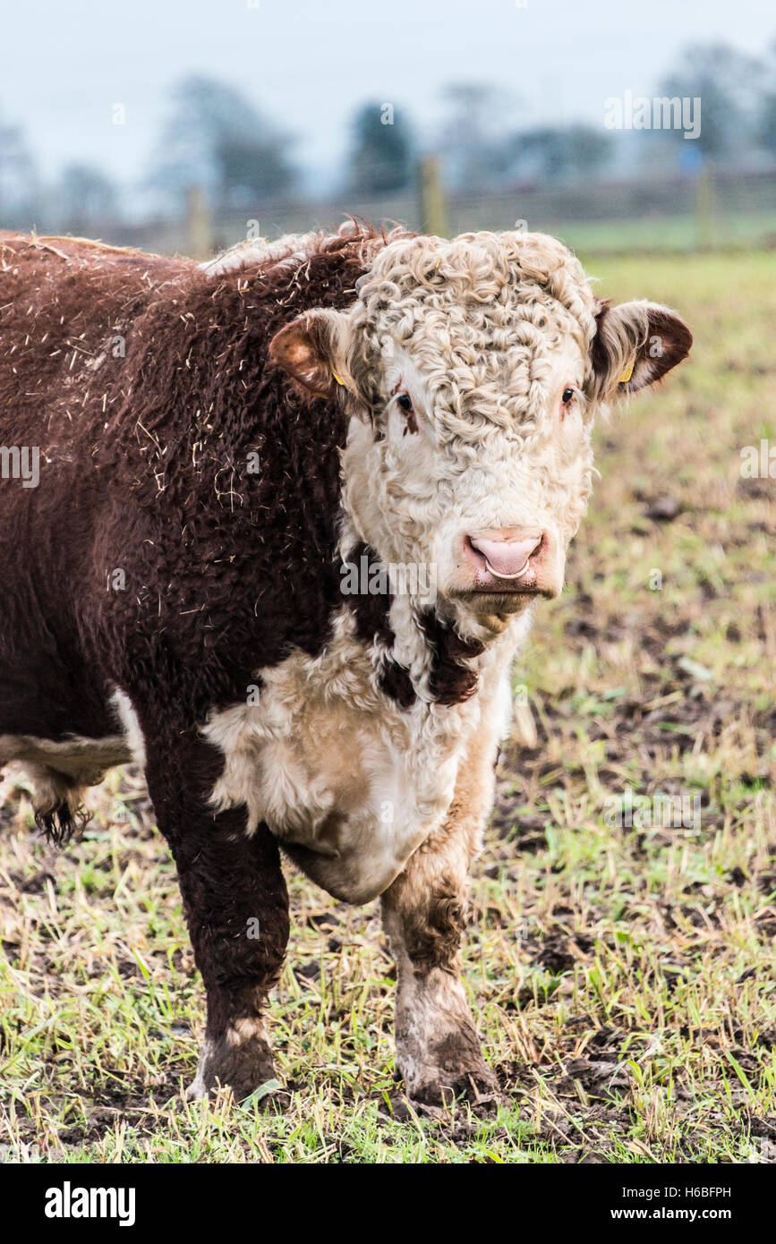 A bull in a field Stock Photo - Alamy