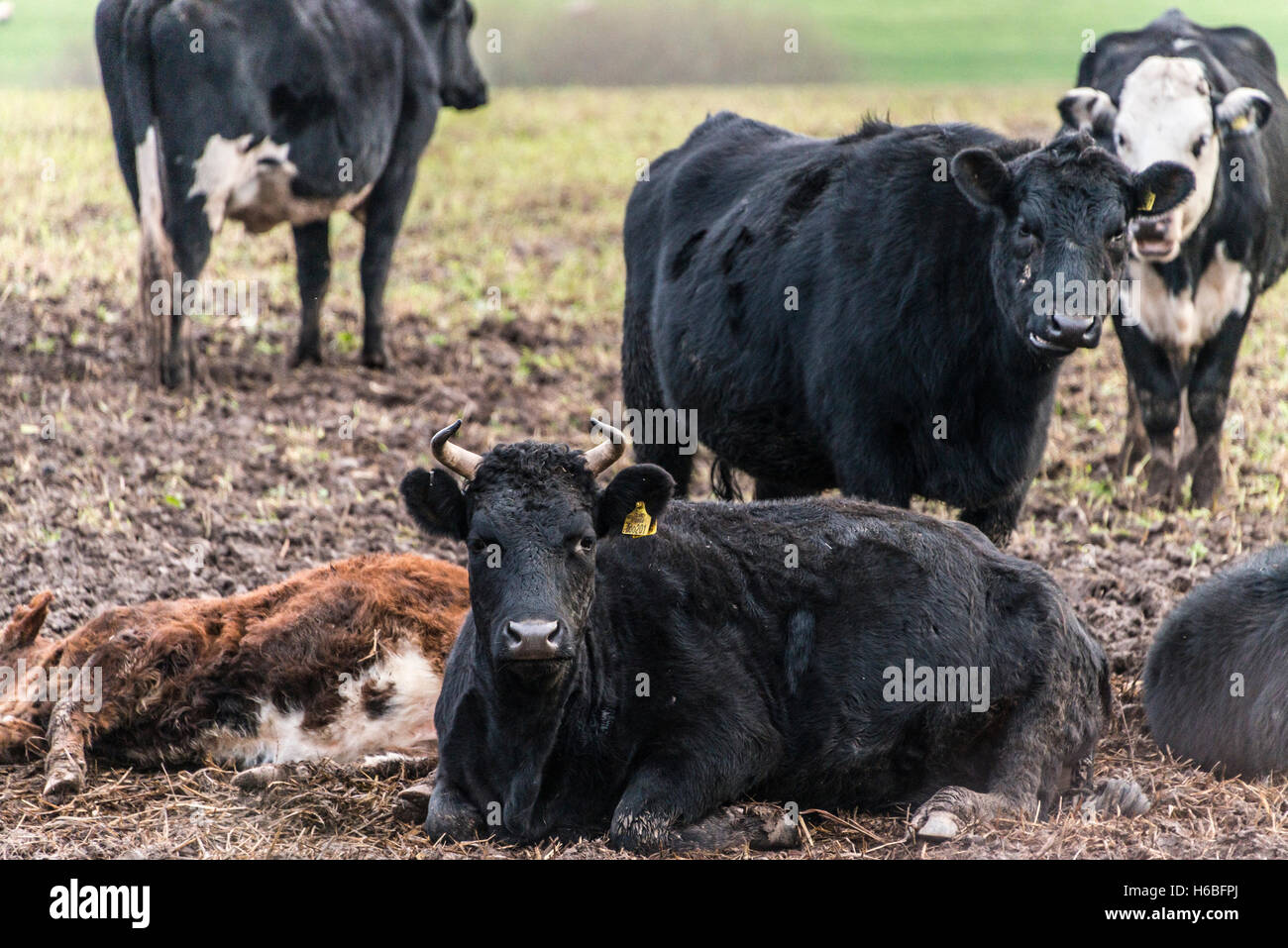 Cows in a field Stock Photo - Alamy