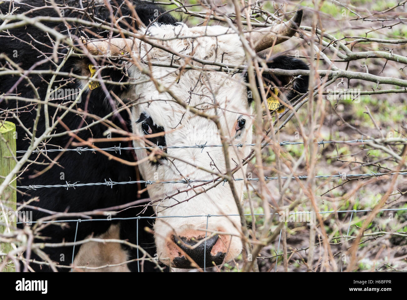 Looking through hedge hi-res stock photography and images - Alamy