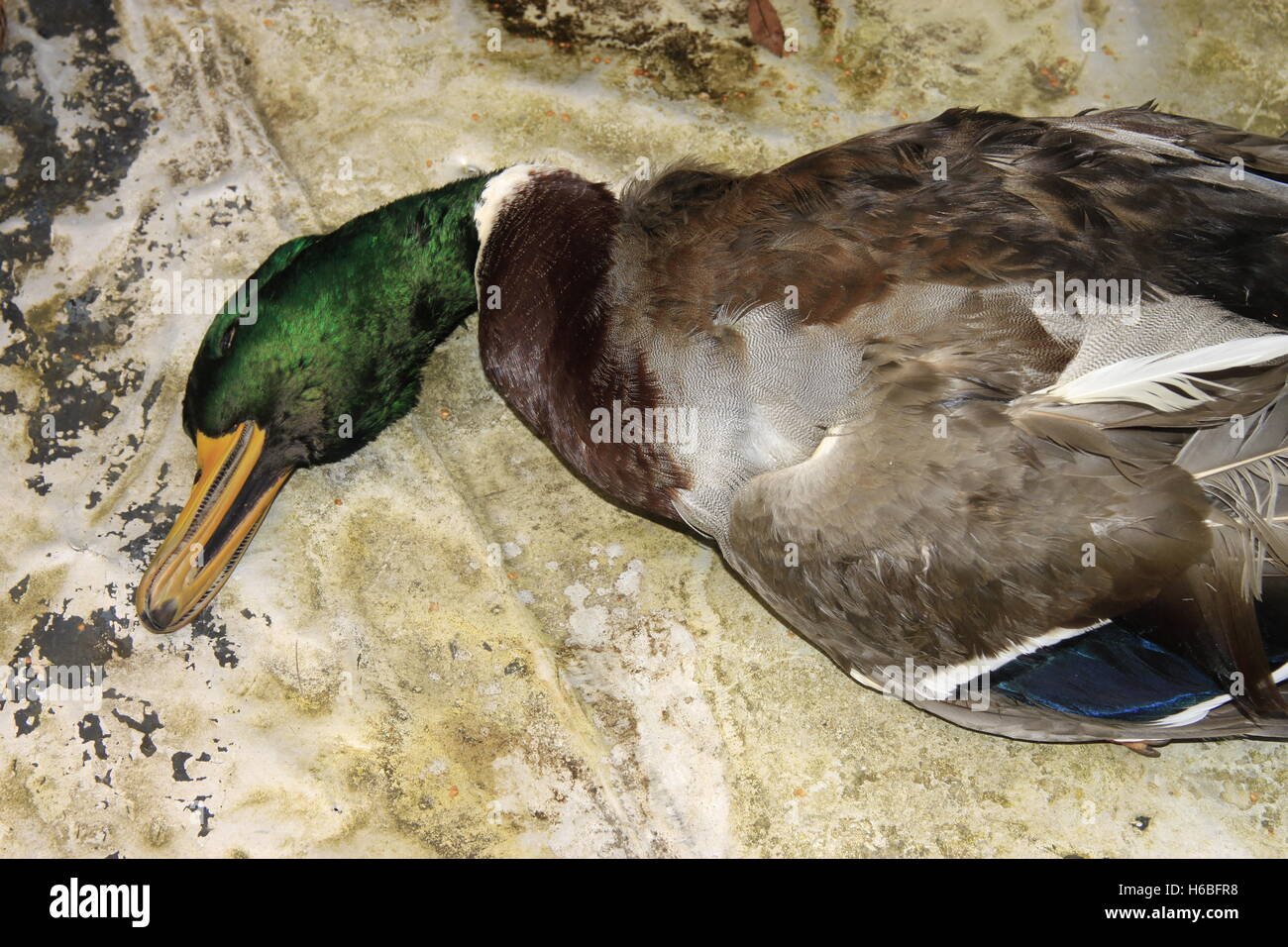 Mallard wild duck hi-res stock photography and images - Alamy
