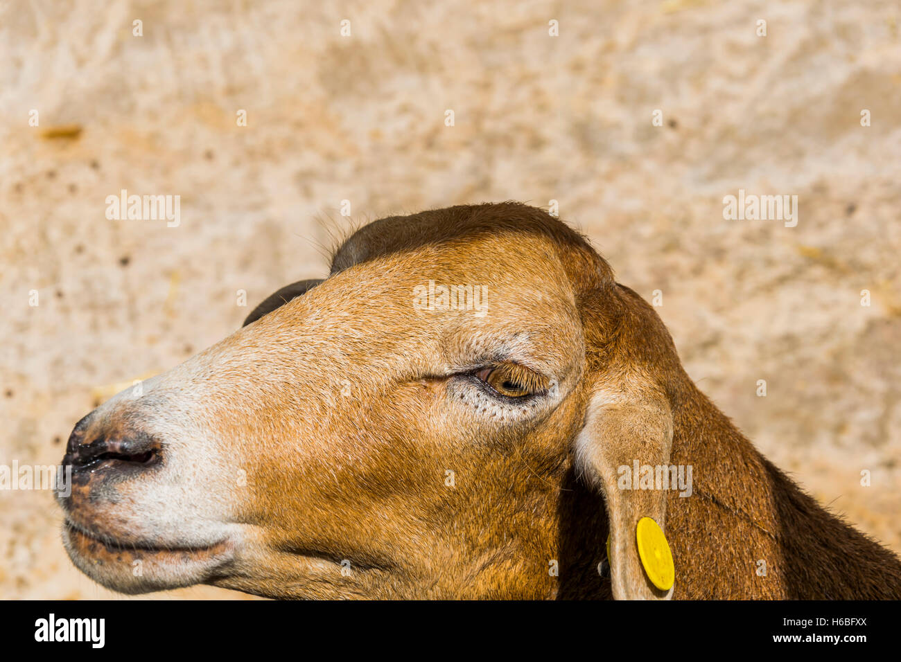 Portrait of a brown sheep Stock Photo - Alamy