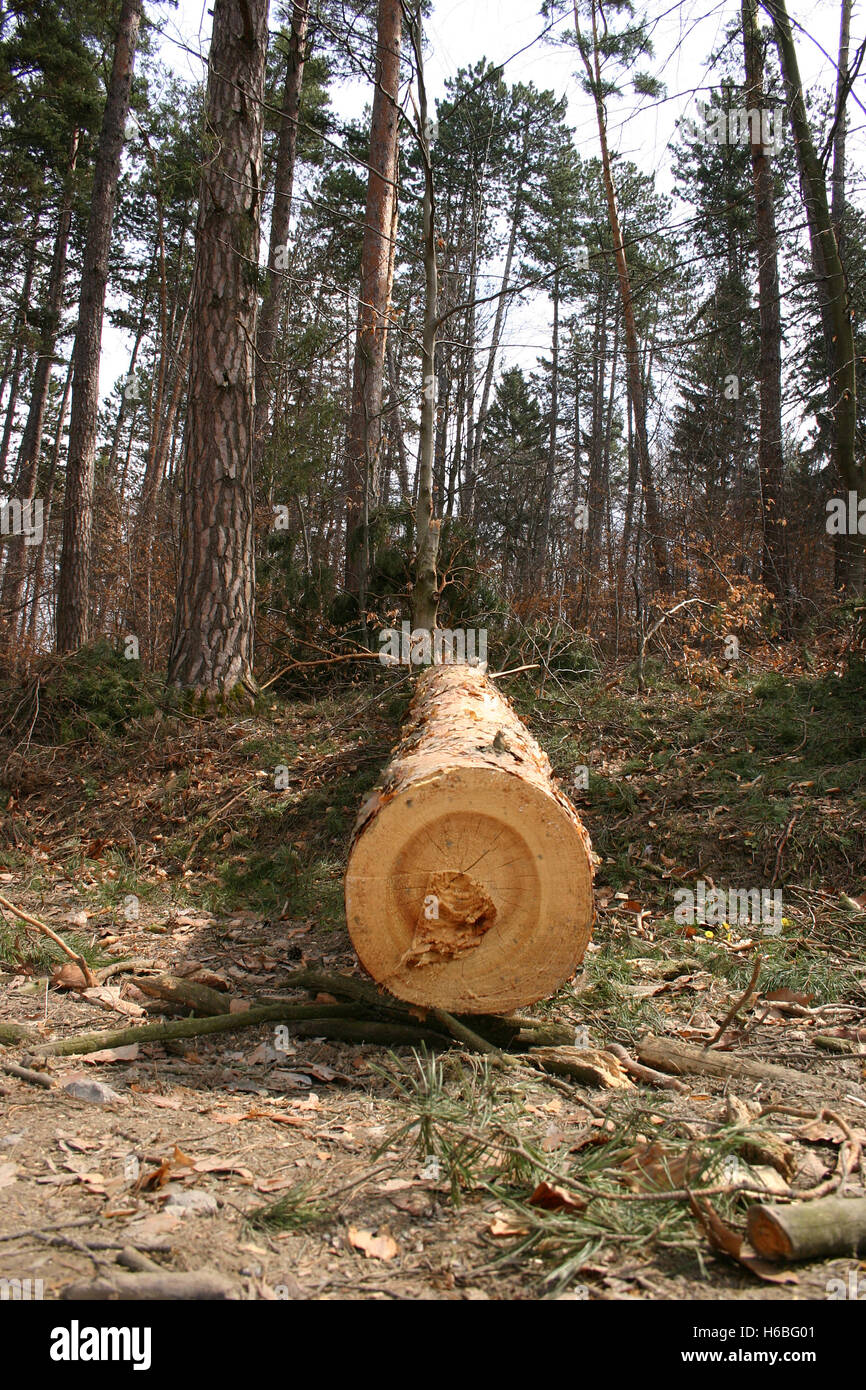 Cut pine trees in the forest Stock Photo - Alamy