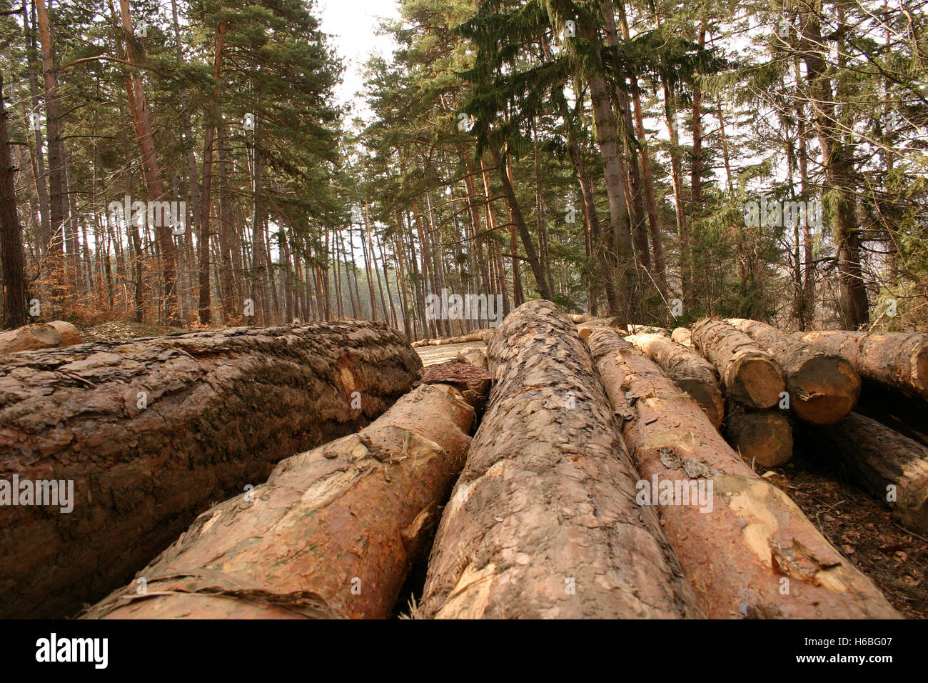 Cut Down Trees In Pine High Resolution Stock Photography and Images - Alamy
