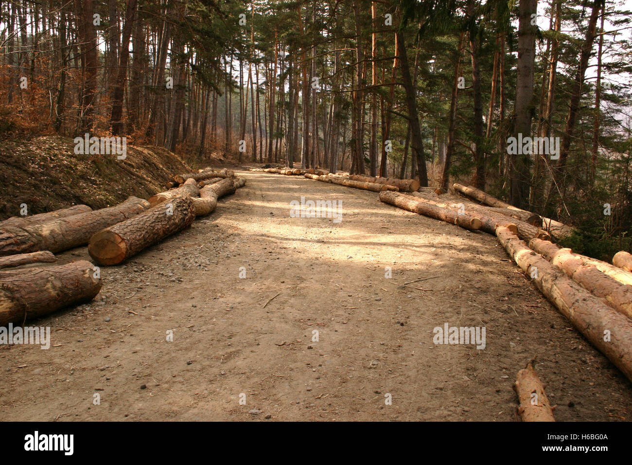 Pine log road hi-res stock photography and images - Alamy