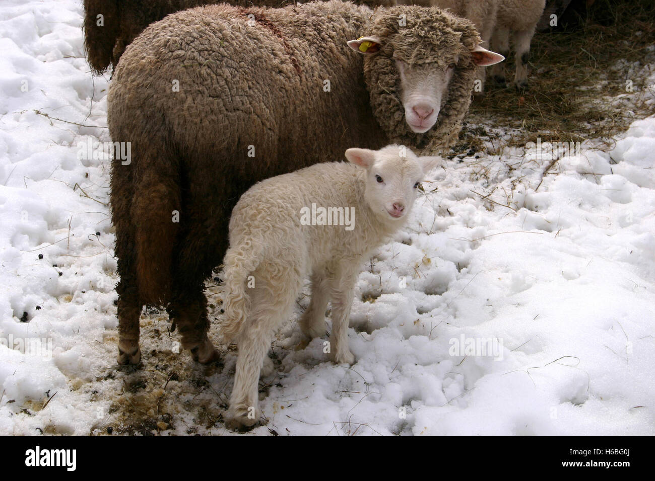 Sheep and lamb in the yard in winter time Stock Photo - Alamy