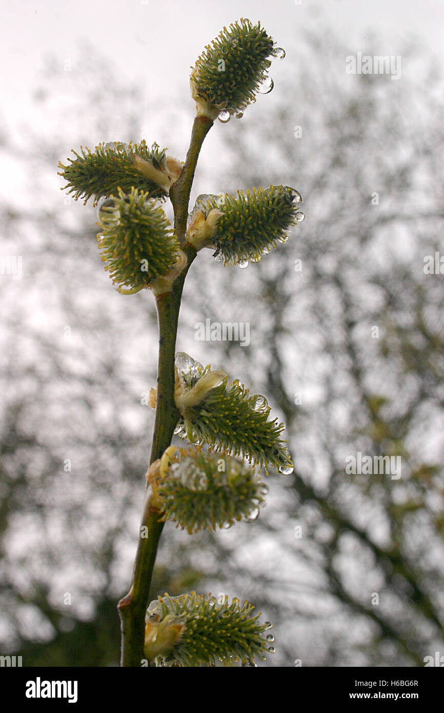 Plant covered in frost in winter morning. Frost starting to melt and ...
