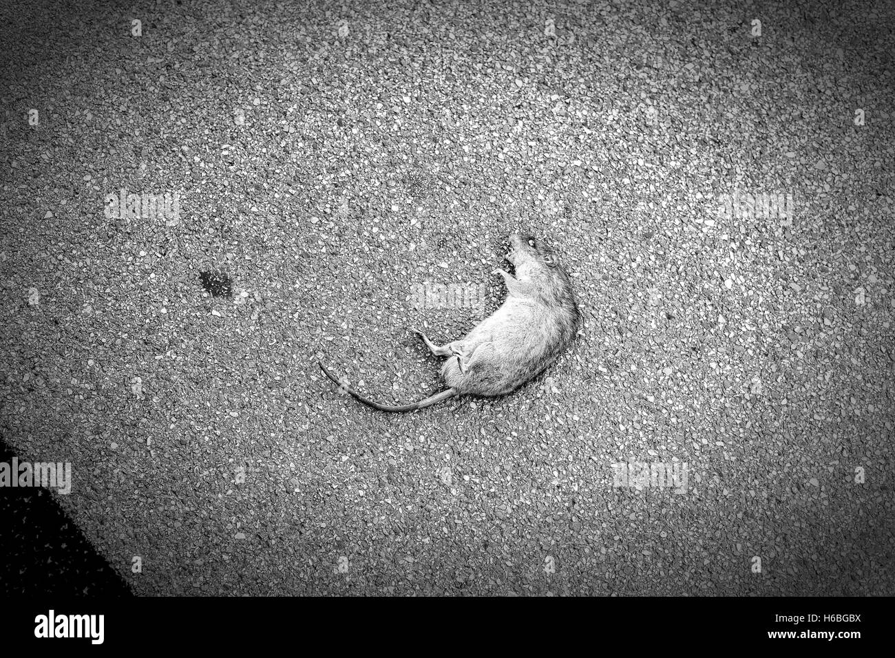 Dismembered corpse Black and White Stock Photos & Images - Alamy