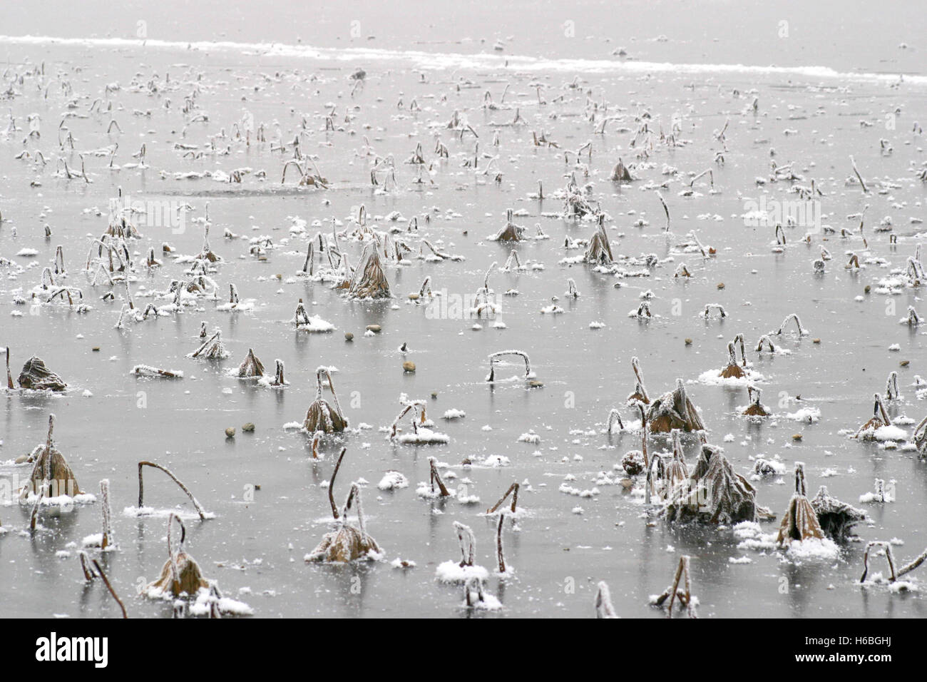 Frozen lily pads on lake in winter Stock Photo - Alamy