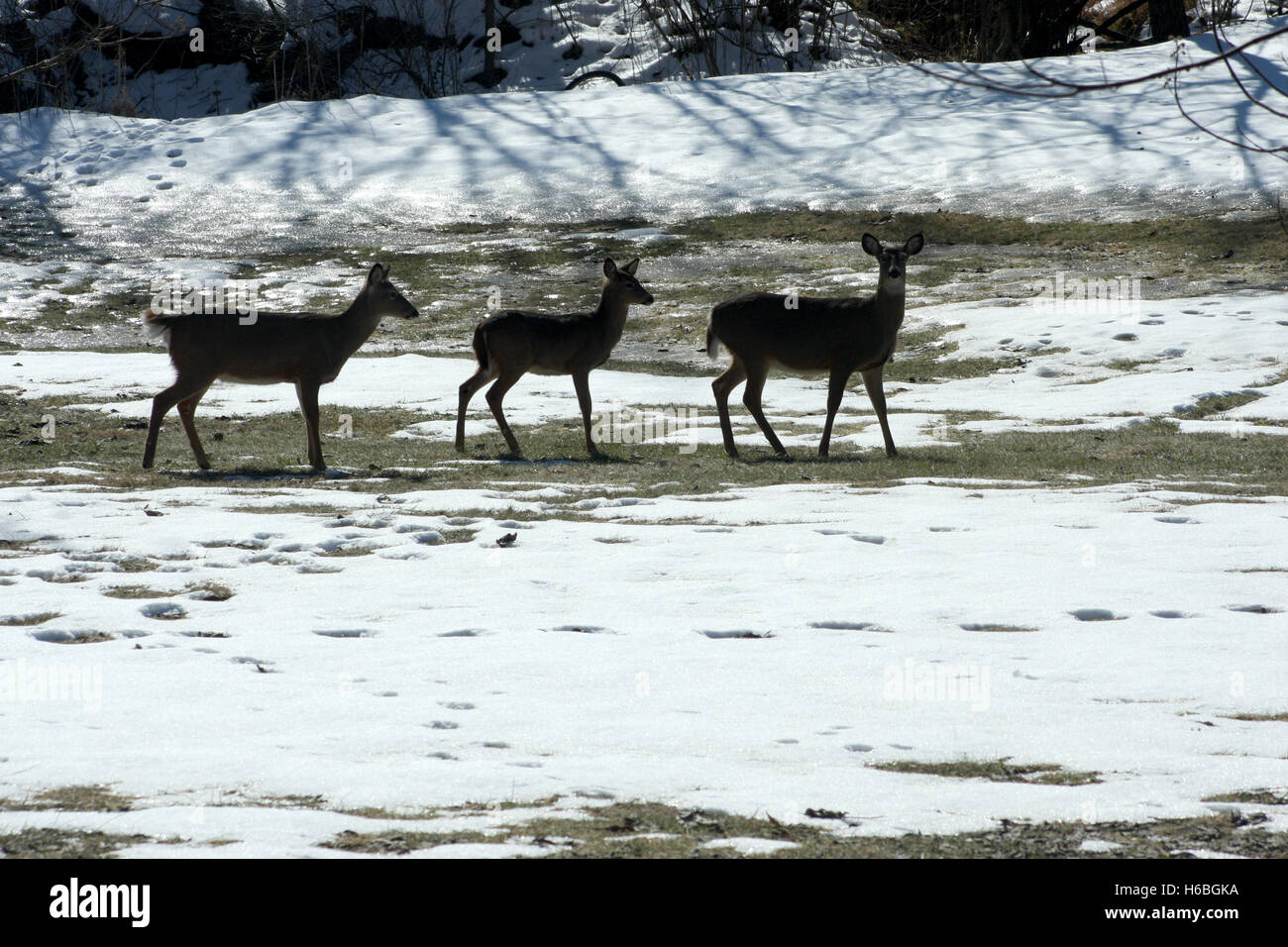 Three deer in winter landscape Stock Photo - Alamy