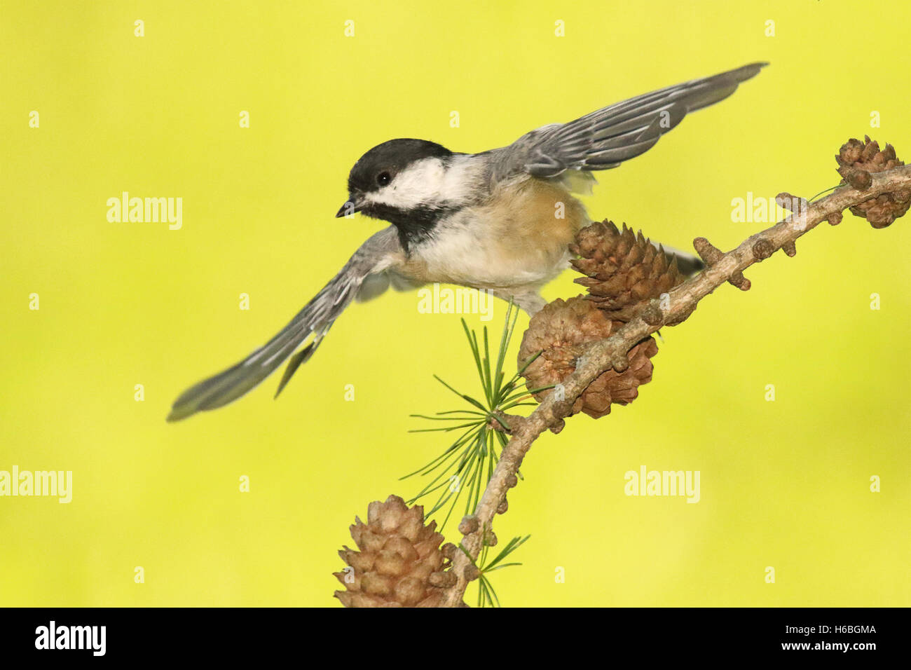 Chickadee flying hi-res stock photography and images - Alamy