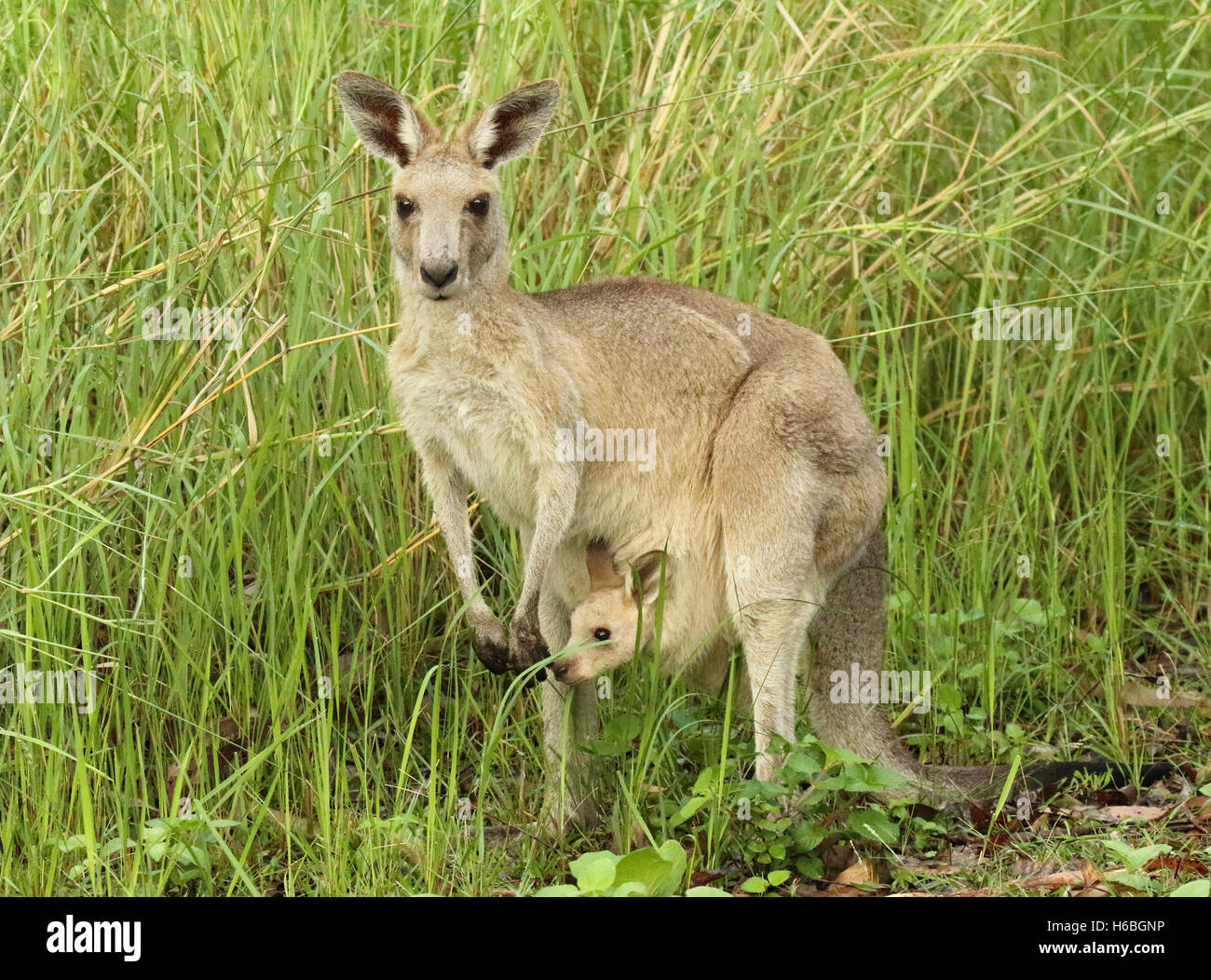 A kangaroo with a baby in her pouch hi-res stock photography and images ...