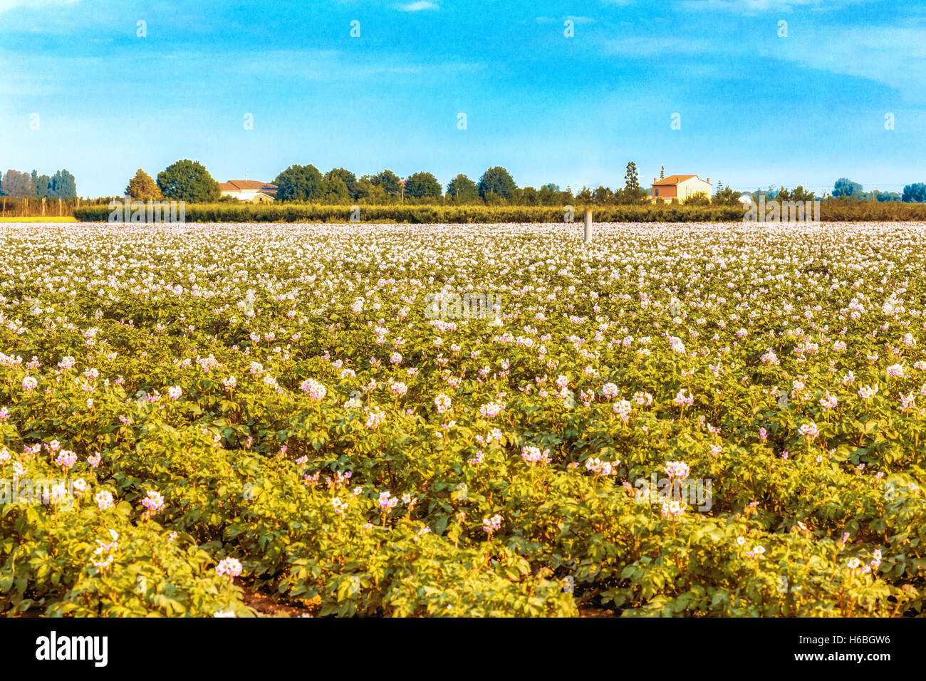 potato fields in bloom Stock Photo - Alamy