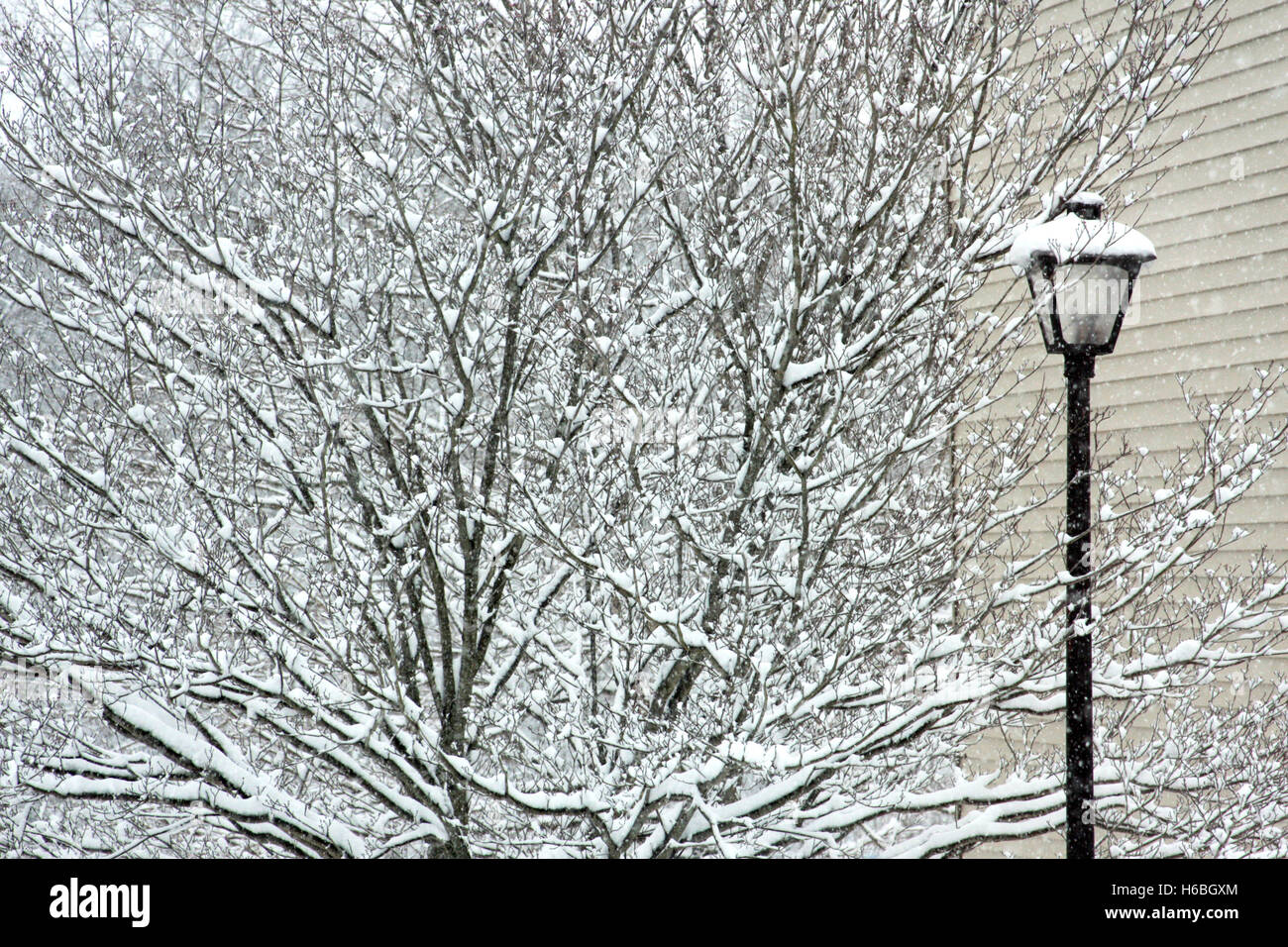 Street light in winter snow with trees covered in snow in background ...
