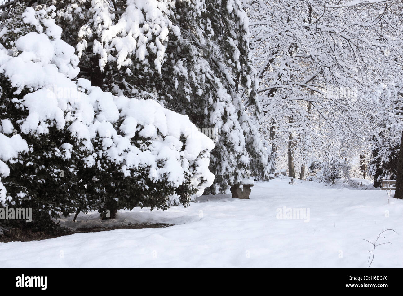 Small icy pine trees hi-res stock photography and images - Alamy
