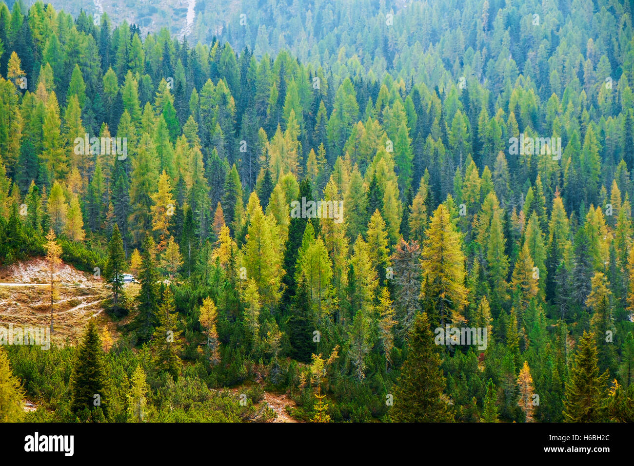 Aerial view of huge green healthy pine forest in Dolomites Alps, Italy ...