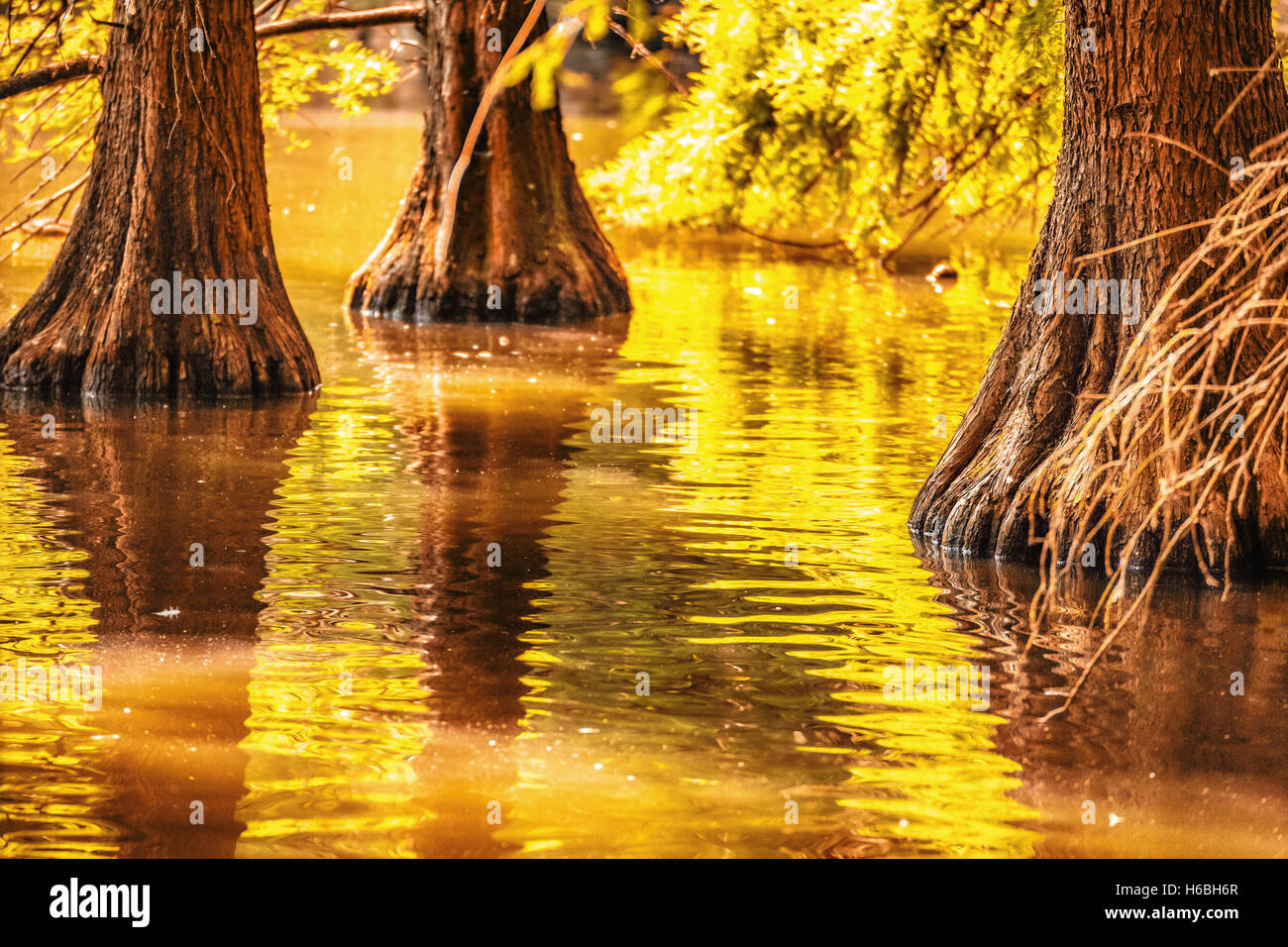Trees with roots hi-res stock photography and images - Alamy