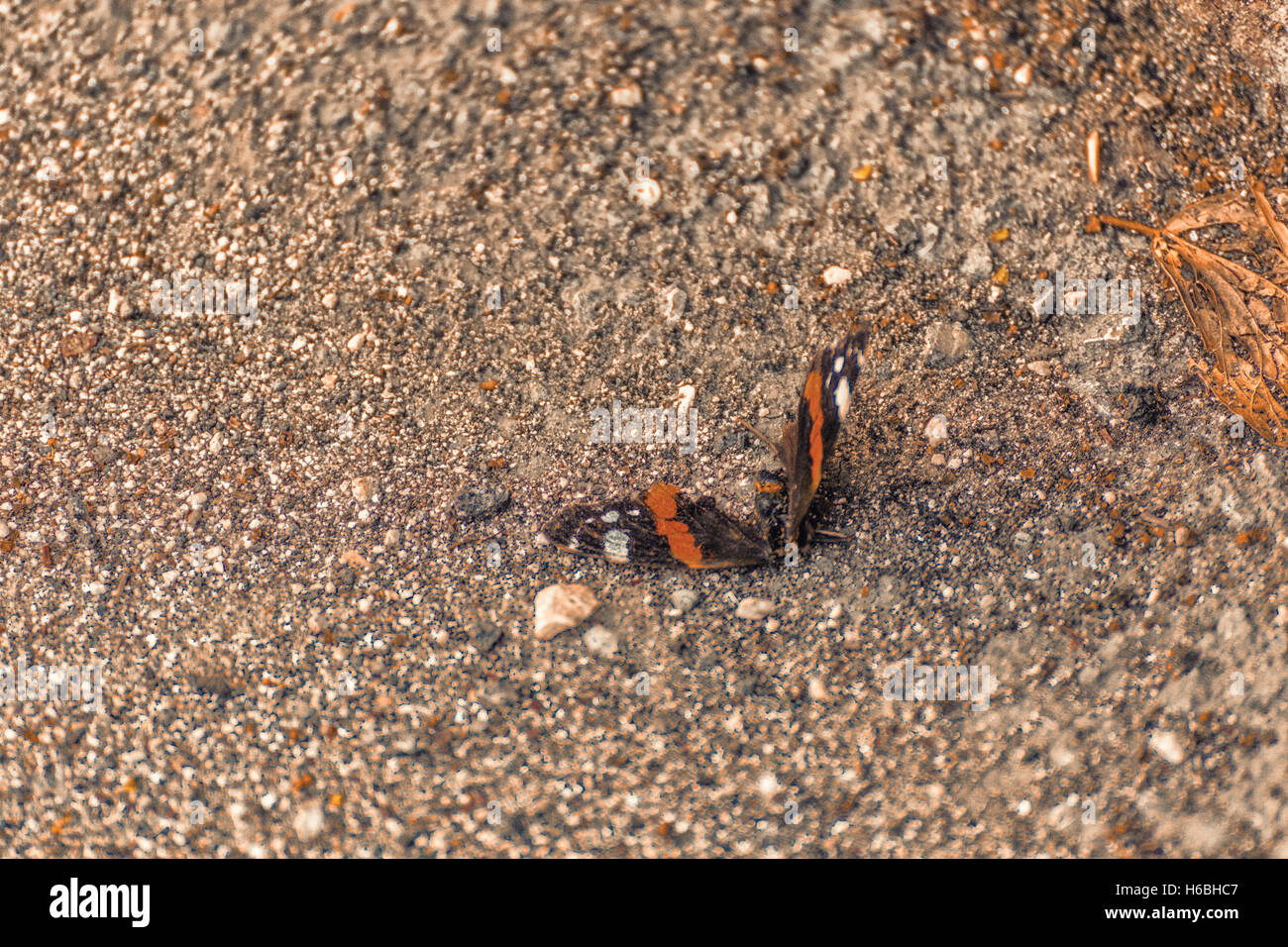 Butterfly with broken wings corpse lying on the pavement Stock Photo ...