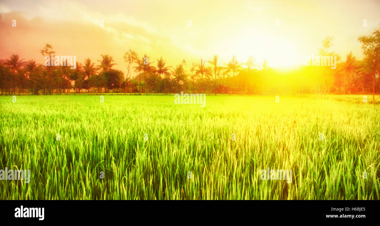 Rice crops hi-res stock photography and images - Alamy