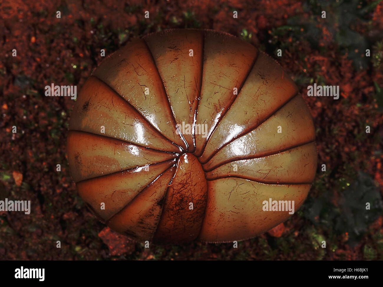 Millipede millipedes hi-res stock photography and images - Alamy