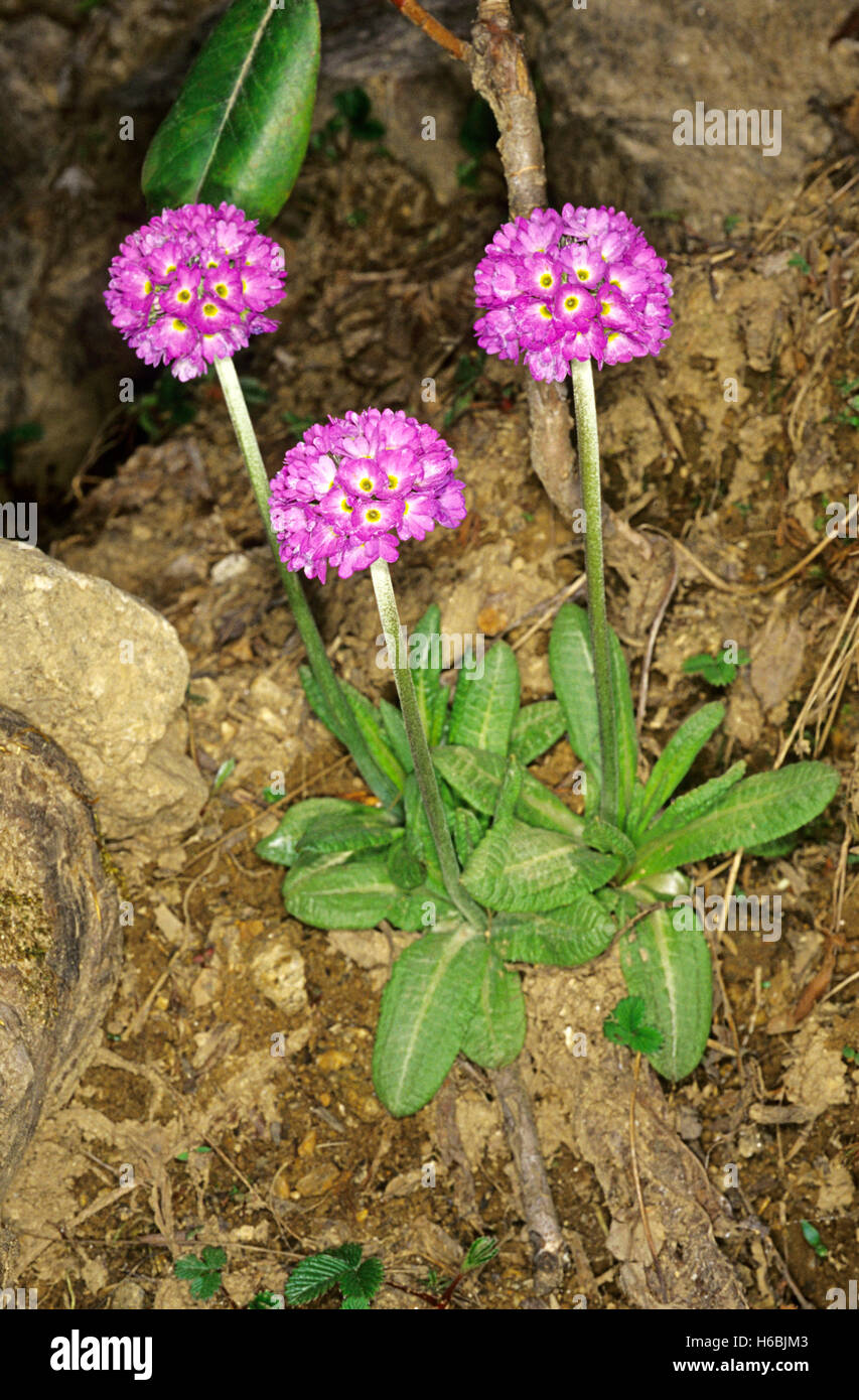 Himalayan flowering herb hi-res stock photography and images - Alamy