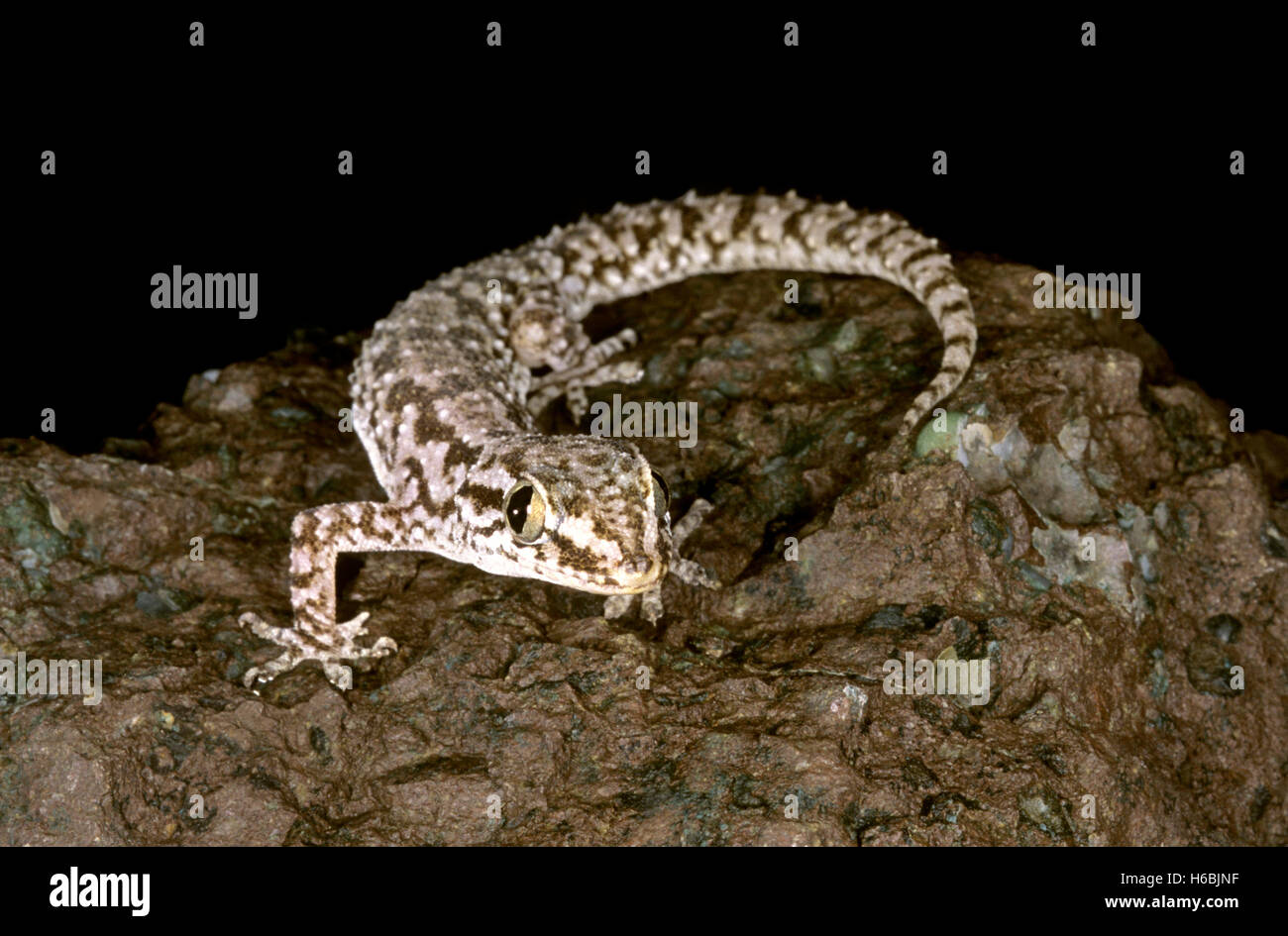 Geckos hi-res stock photography and images - Alamy