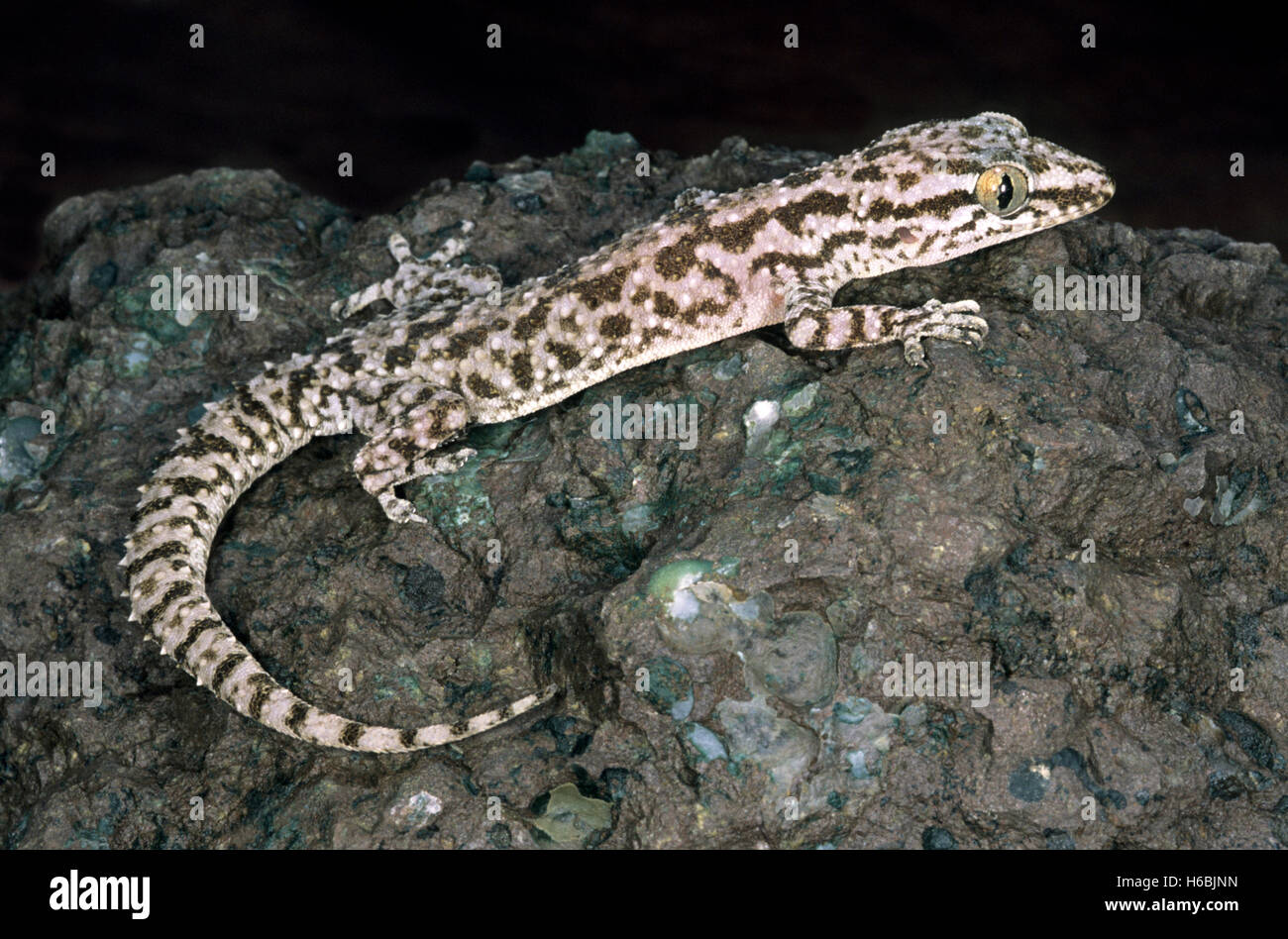 Carnivorous reptiles hi-res stock photography and images - Alamy