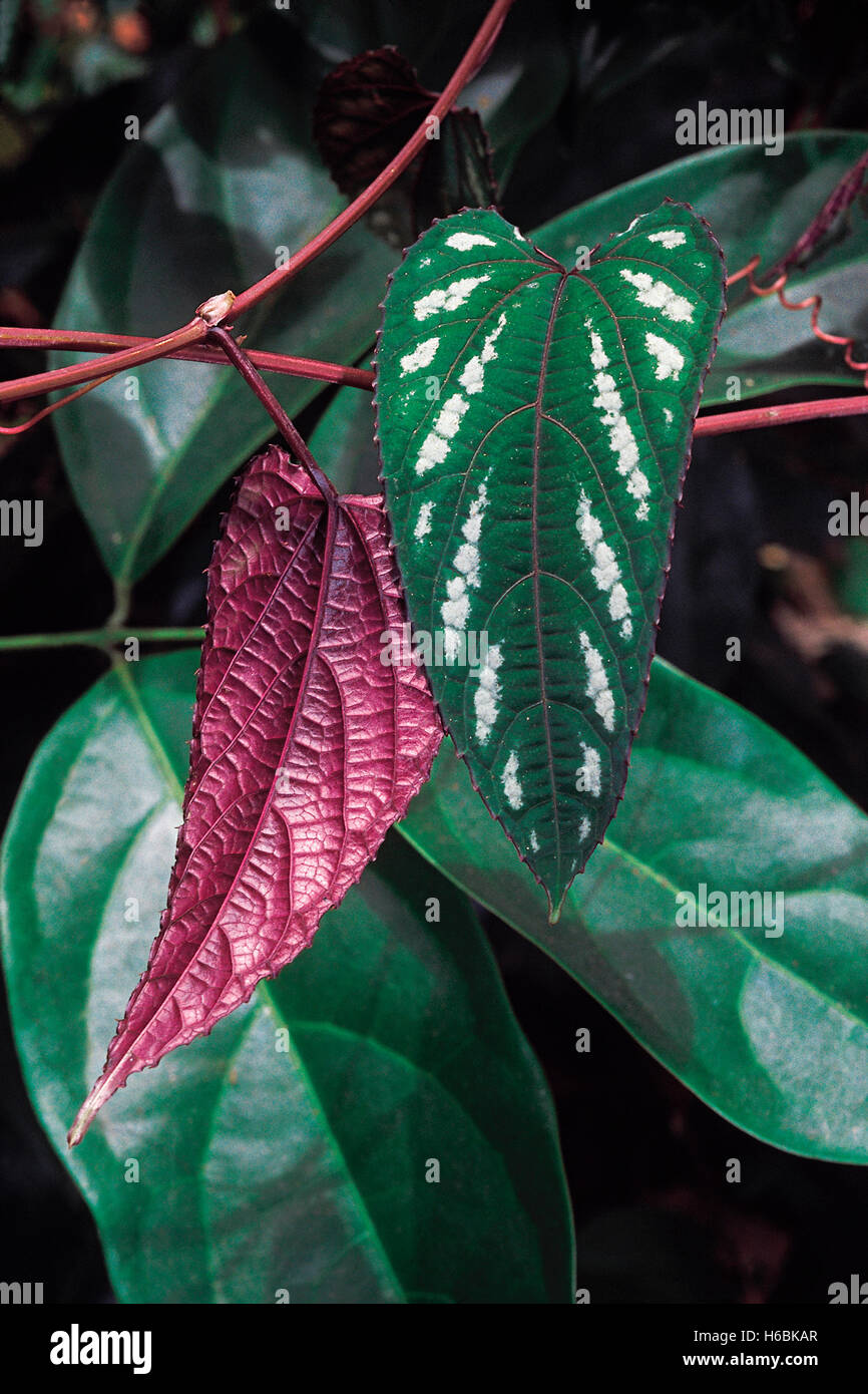 Evergreen climber hi-res stock photography and images - Alamy