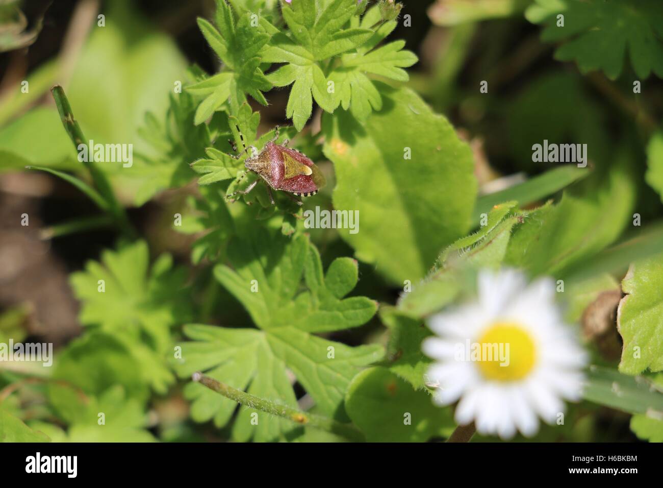 Shield bug, also known as stink bug on a plant Stock Photo - Alamy
