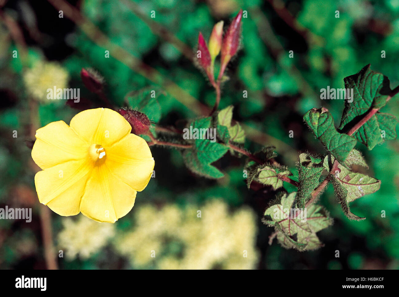 Family convolvulaceae hi-res stock photography and images - Alamy