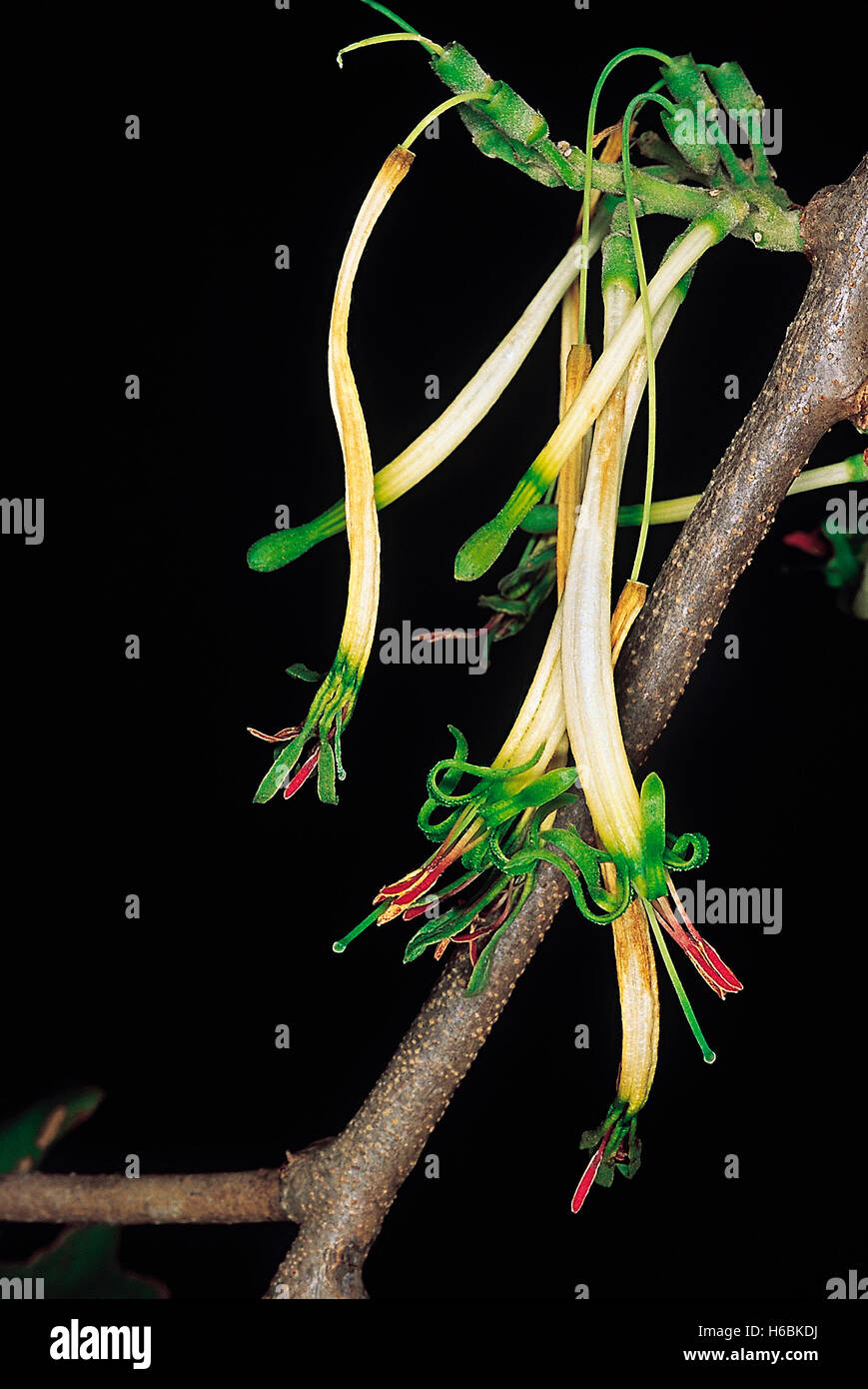 Loranthaceae hi-res stock photography and images - Alamy