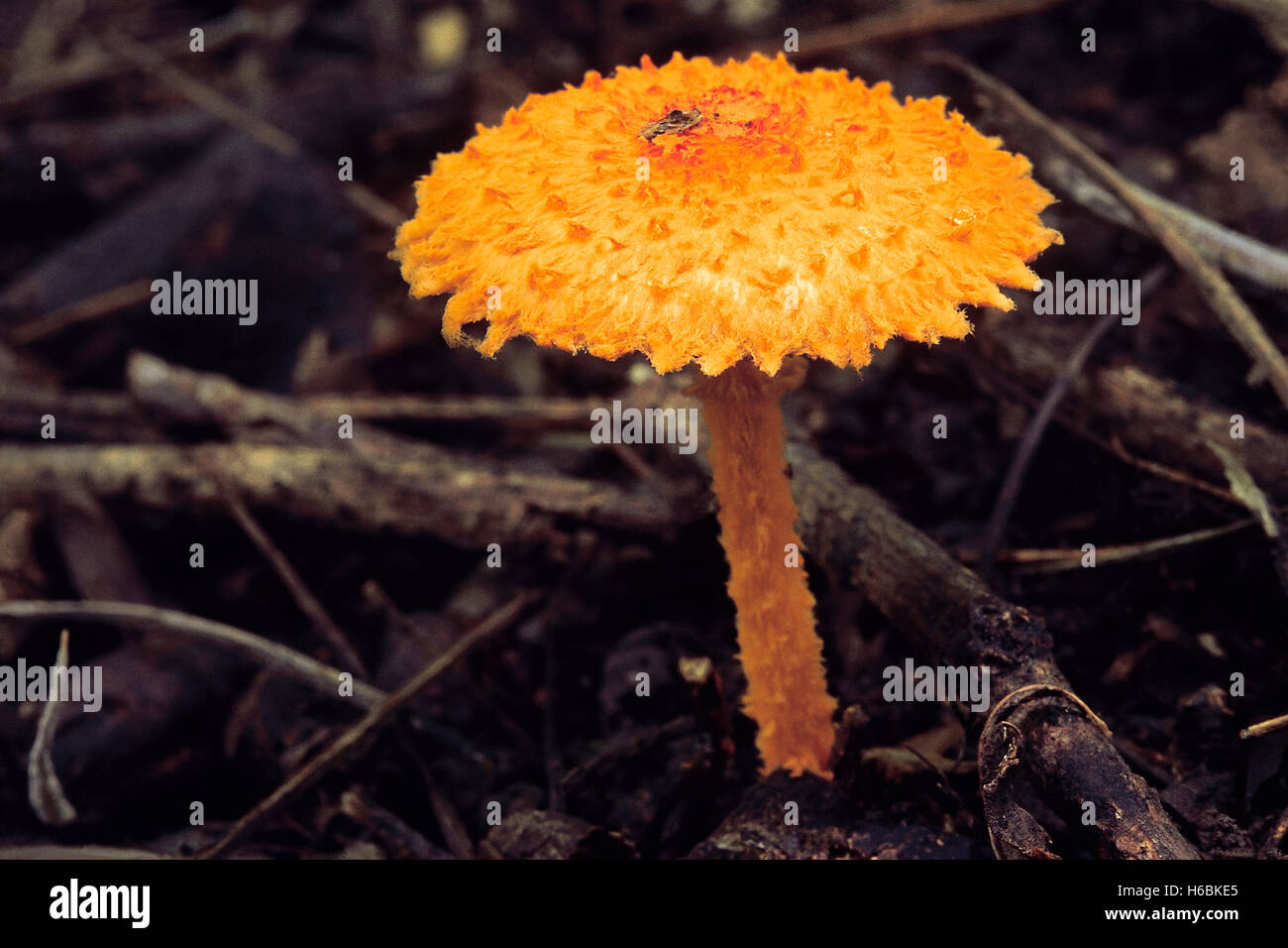 Class homobasidiomycetes hi-res stock photography and images - Alamy