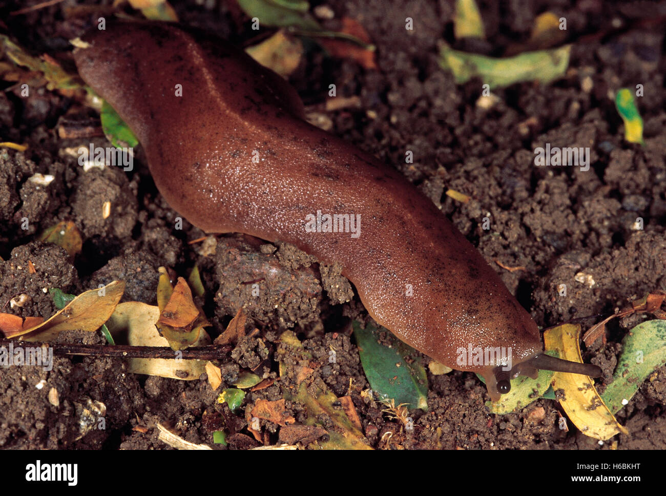 Slug up close hi-res stock photography and images - Alamy