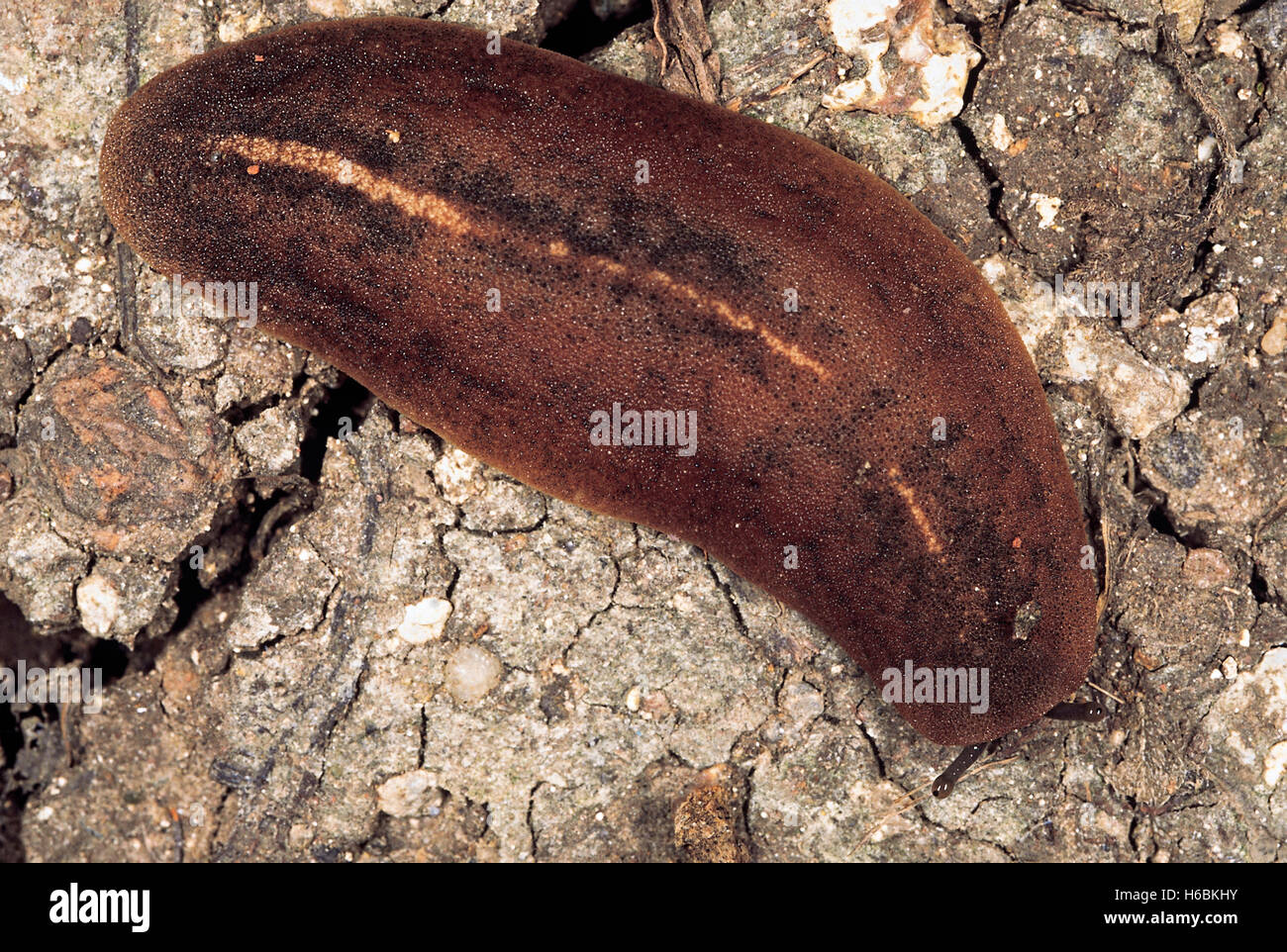 Mud drop hi-res stock photography and images - Alamy