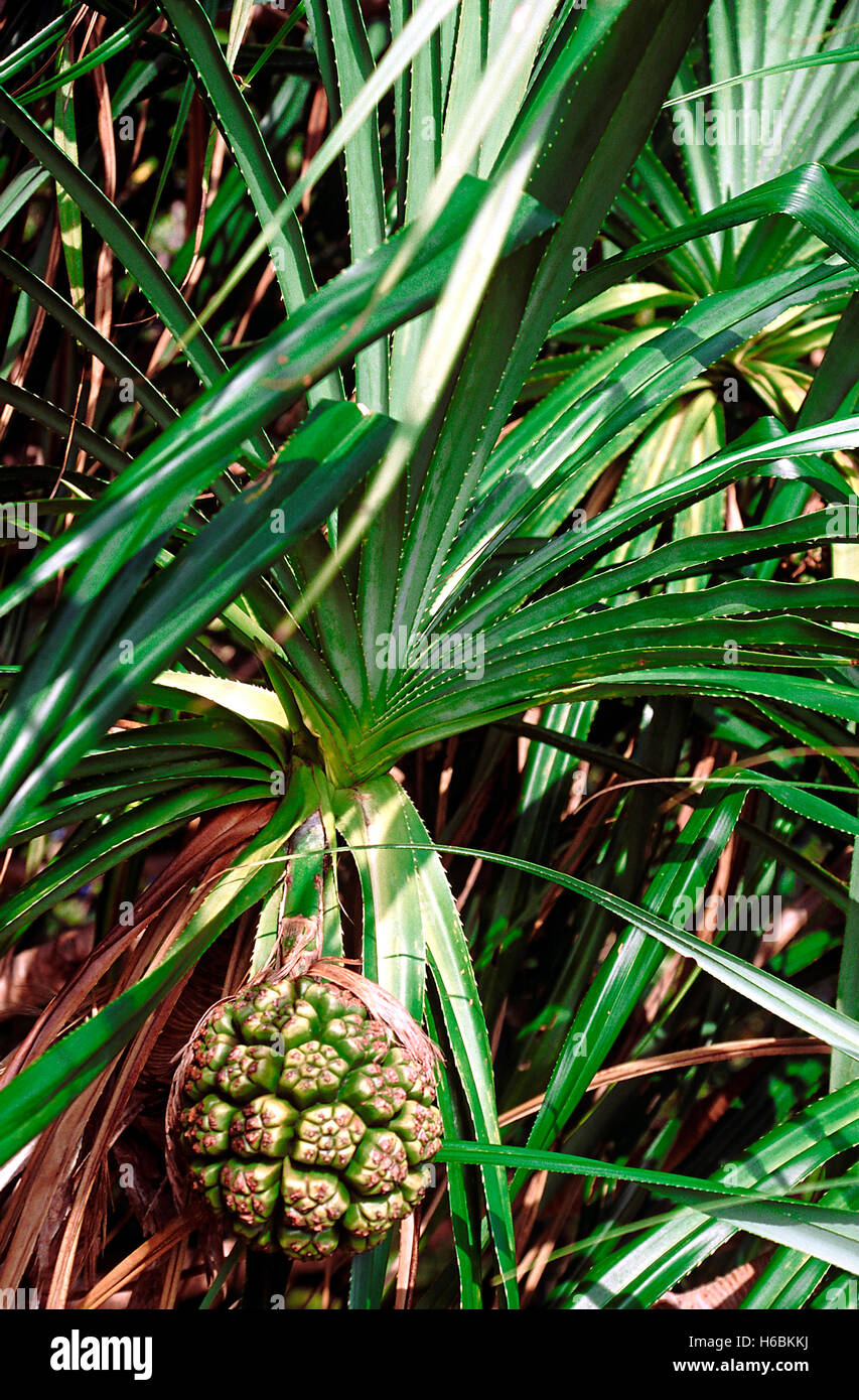 Pandanus hi-res stock photography and images - Alamy