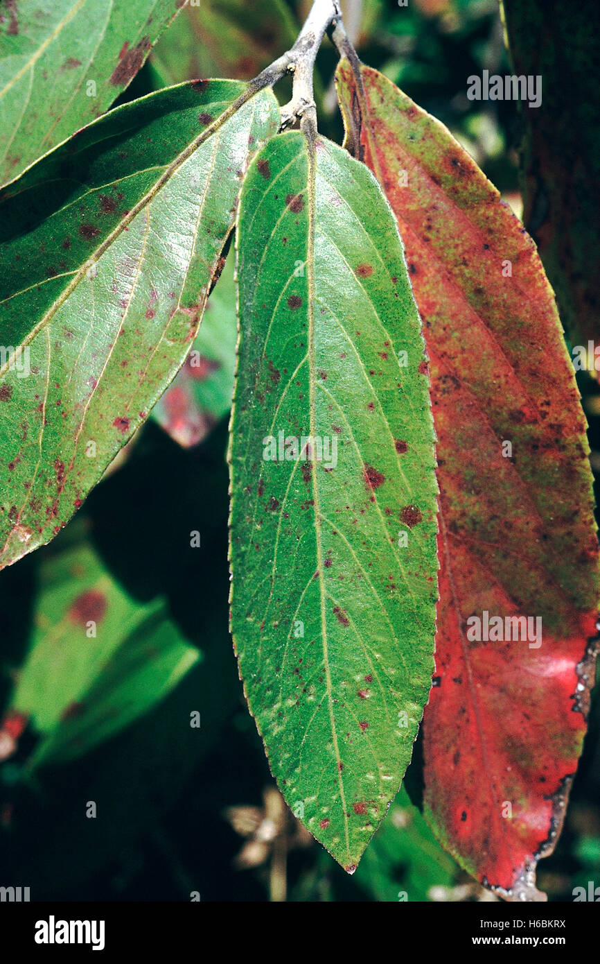 Casearia elliptica leaves hi-res stock photography and images - Alamy