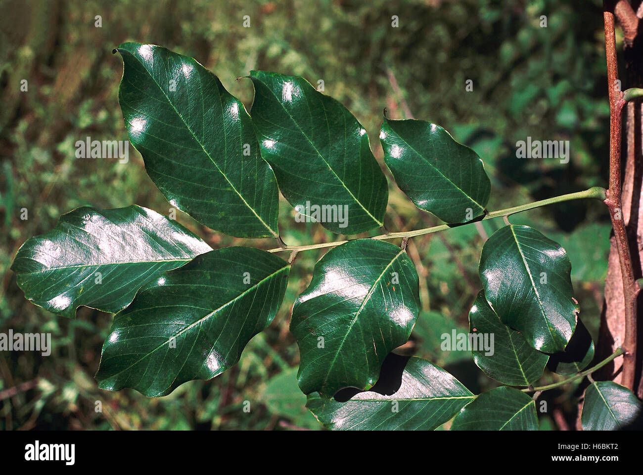 Leaf. Pterocarpus Marsupium. Indian Kino tree. Family: Fabaceae. A ...