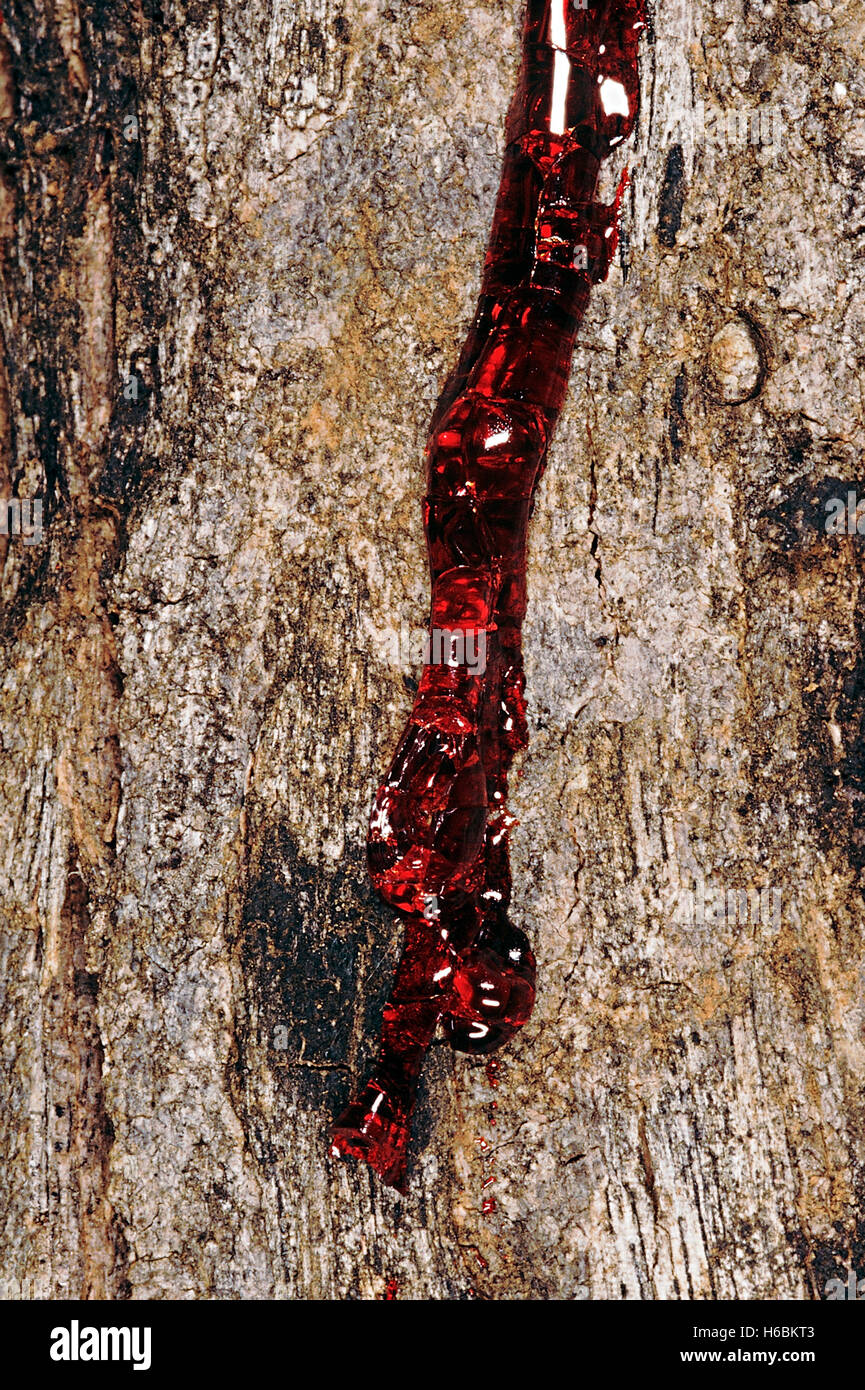 Resin on tree trunk. Pterocarpus Marsupium. Indian Kino tree. Family ...