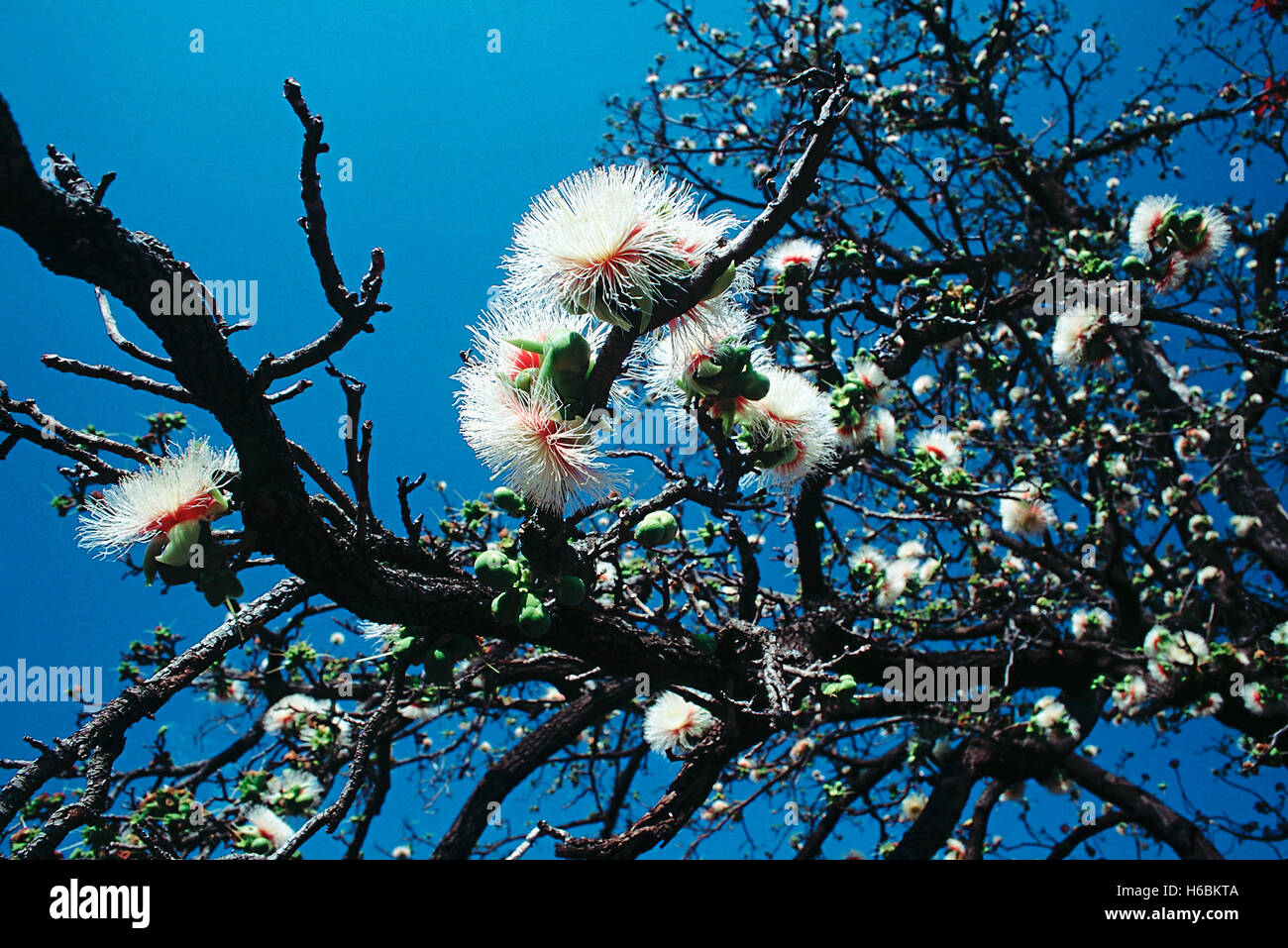 Family lecythidaceae hi-res stock photography and images - Alamy