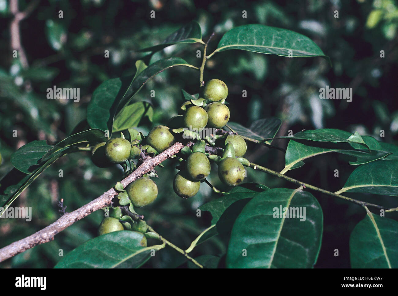 Leaves and fruit. Diospyros Sylvatica. Family: Ebenaceae. A large ...