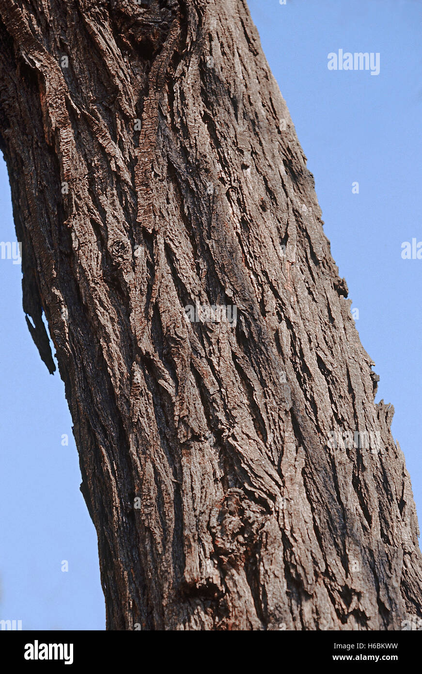 Acacia nilotica babhul tree india High Resolution Stock Photography and ...