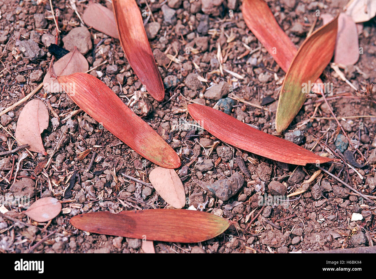 Hardwickia binata fruits hi-res stock photography and images - Alamy