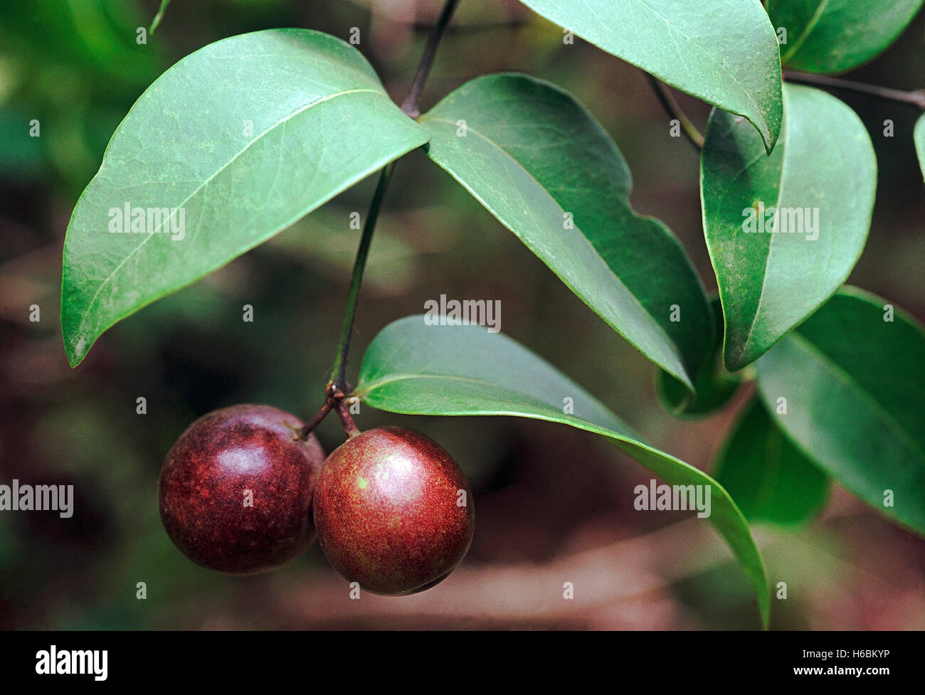 Carissa name hi-res stock photography and images - Alamy