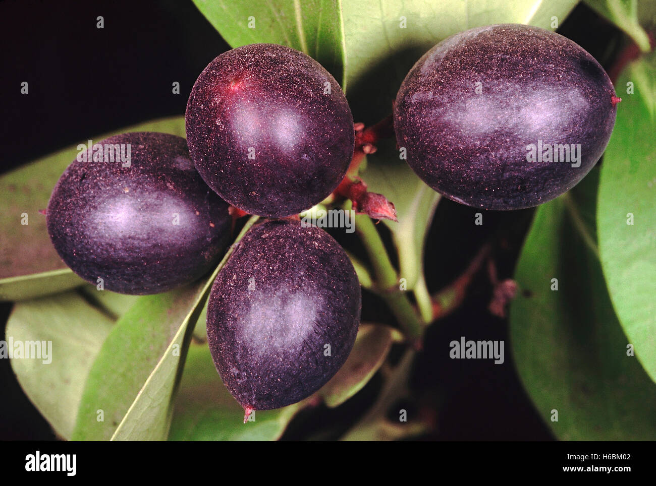 Fruits of carissa carandas hi-res stock photography and images - Alamy