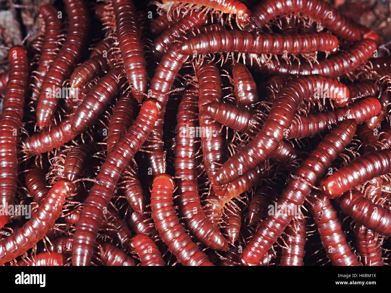 Red Millipede High Resolution Stock Photography and Images - Alamy