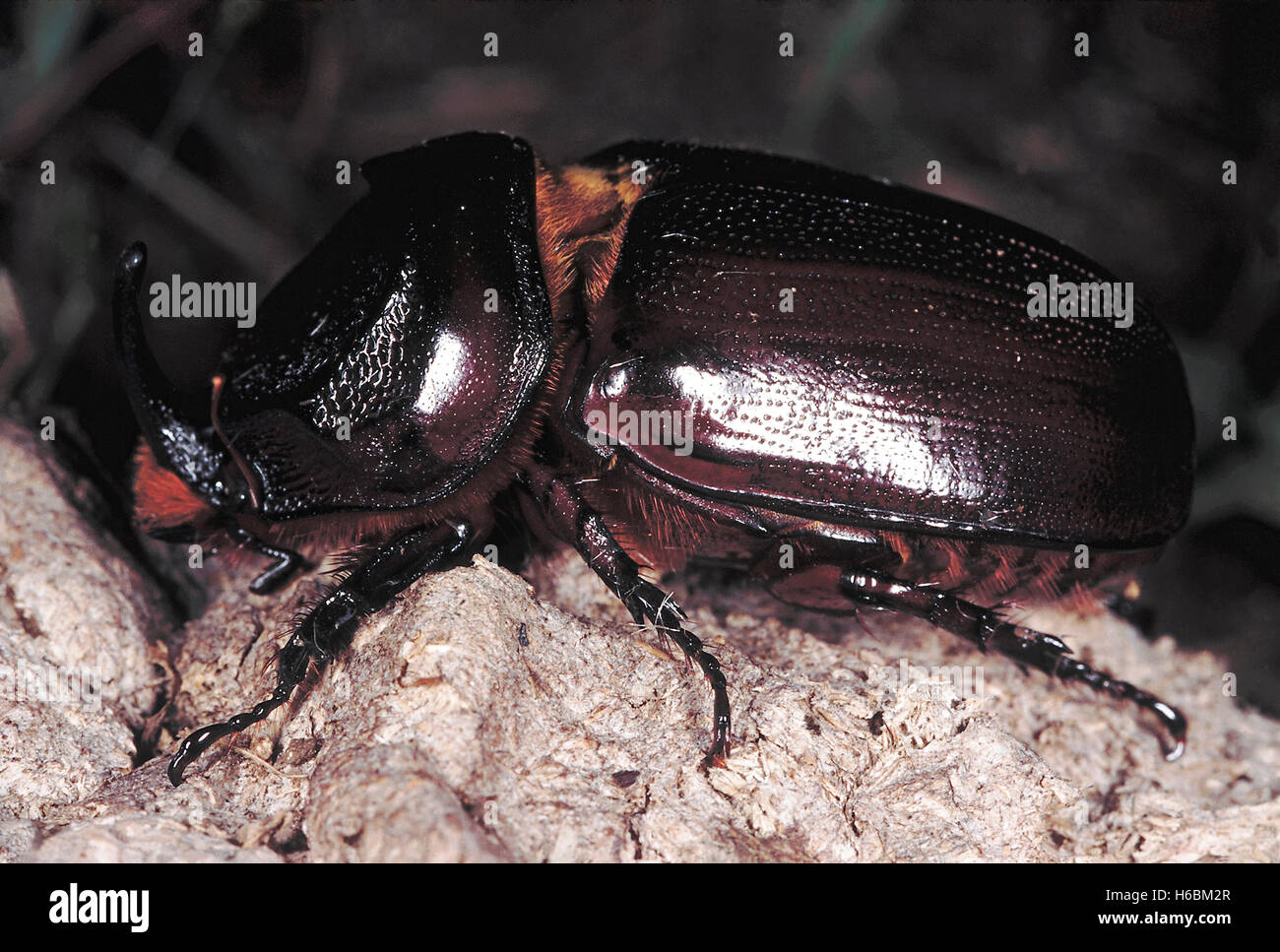 Rhinoceros beetle hi-res stock photography and images - Alamy