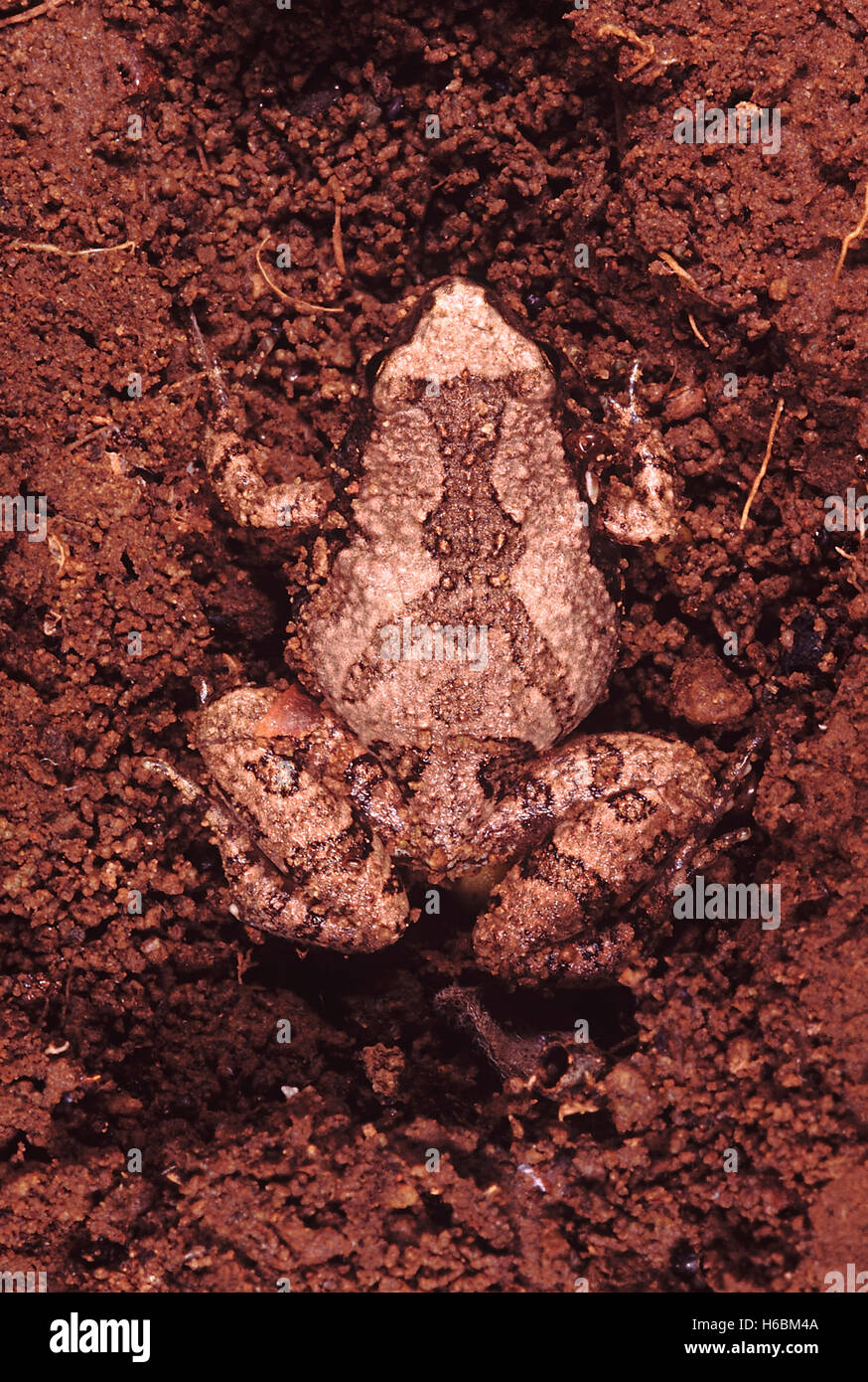 Microhyla Ornata. Ornate Narrow-mouthed frog. A small frog which is ...