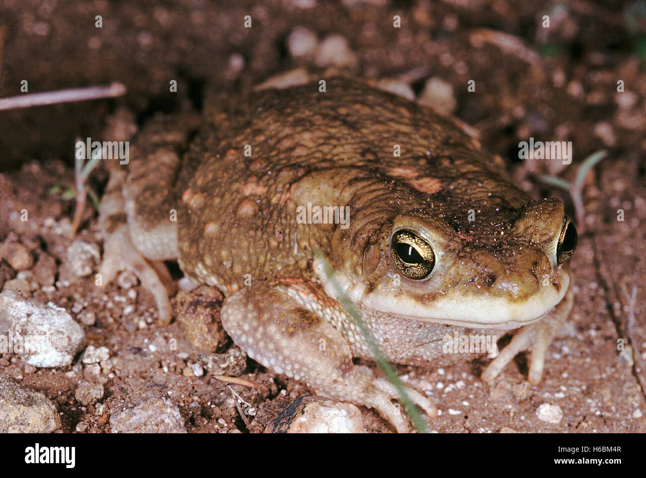 Toad bufo sp on grass hi-res stock photography and images - Alamy
