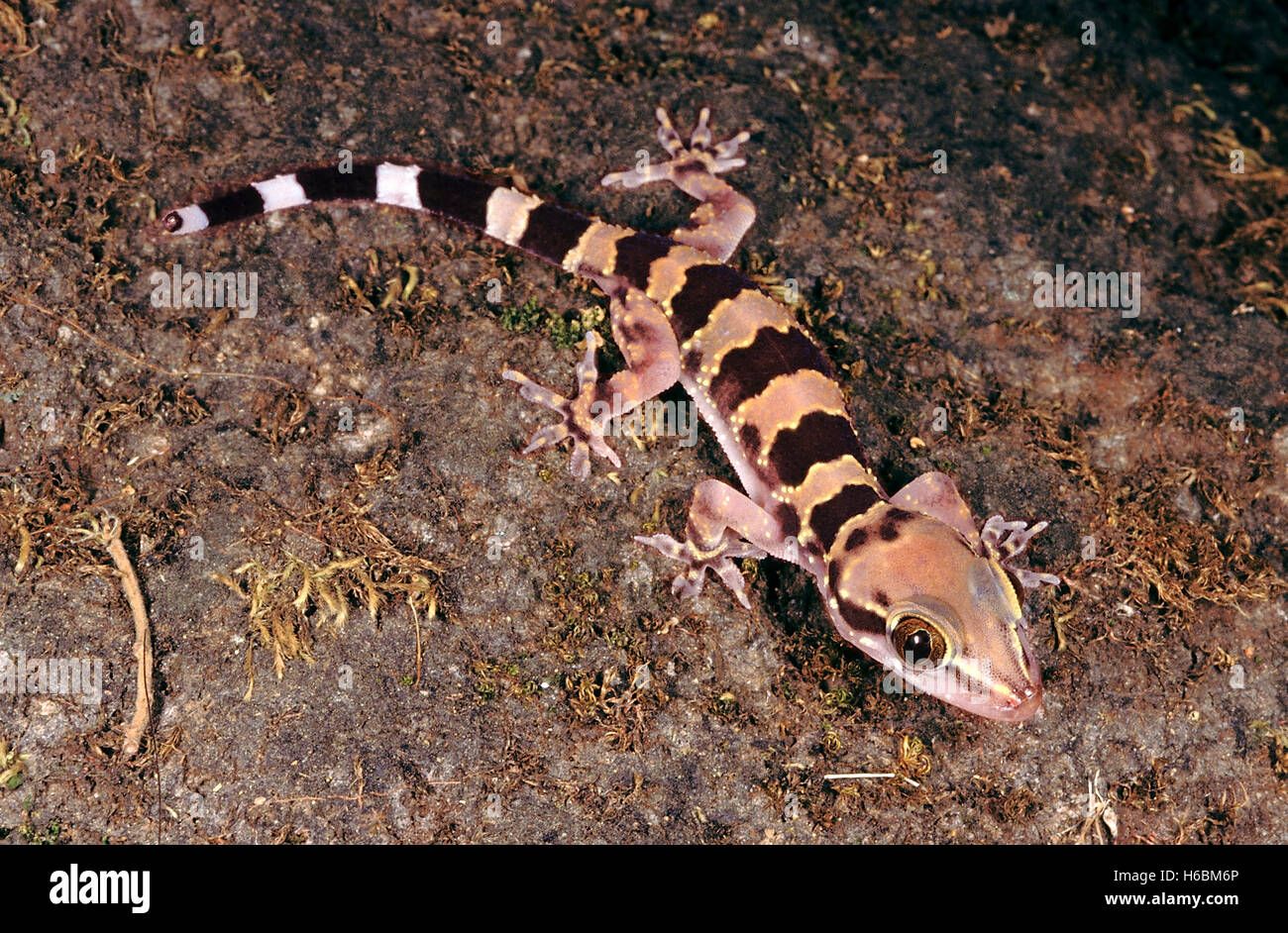Spotted day gecko hi-res stock photography and images - Alamy