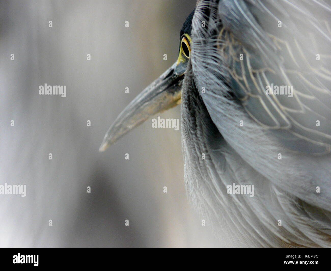 Side looking bird hi-res stock photography and images - Alamy