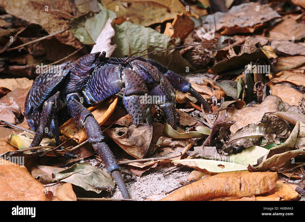 Pincers hi-res stock photography and images - Alamy